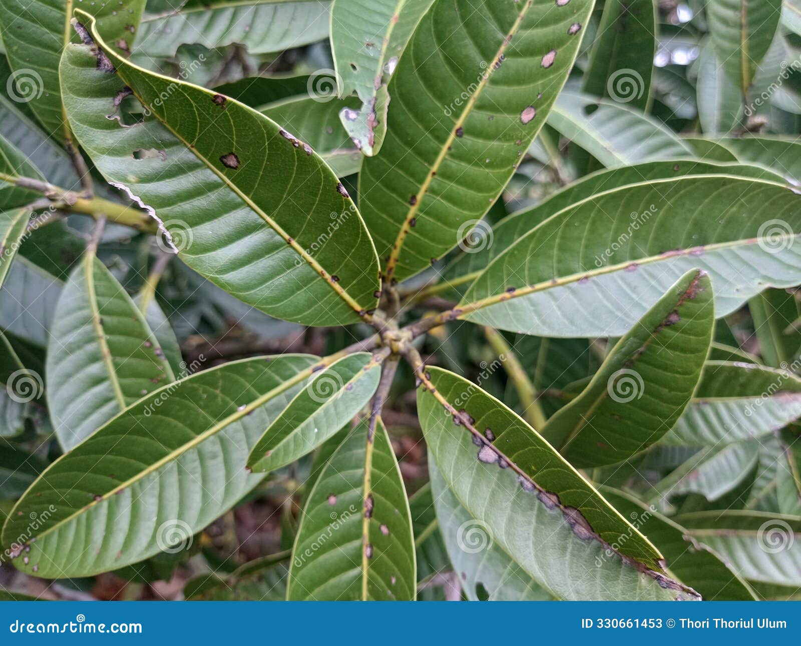 Leaves of the Horse Mango Fruit Tree with the Scientific Name Mangifera ...