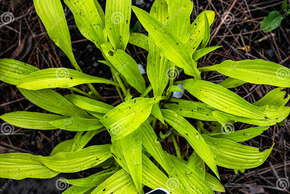 Hosta Cultivar `Bitsy Gold` Stock Photo - Image of botany, lilly: 249265362