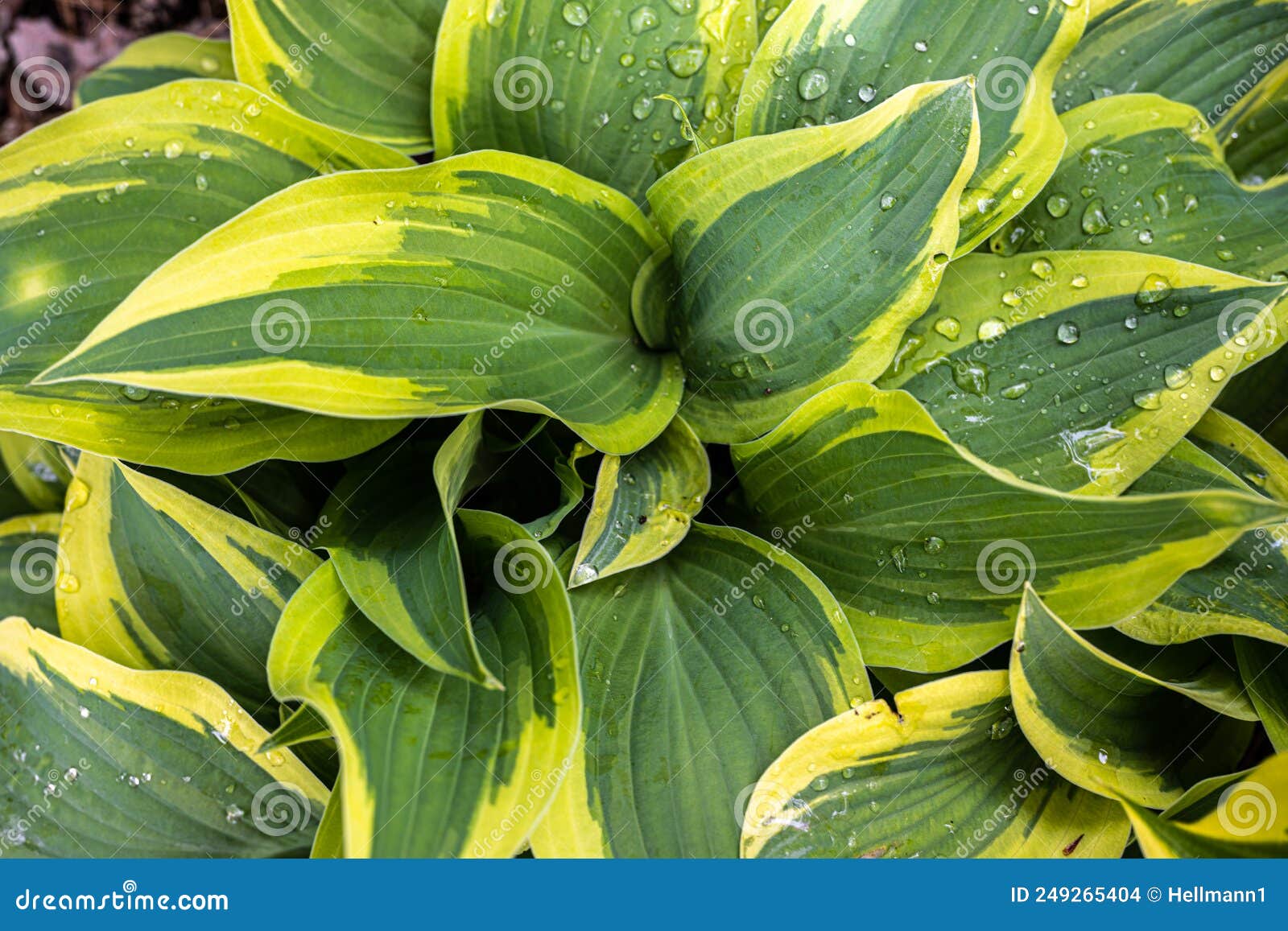 Hosta Cultivar `Wolverine` stock photo. Image of colours - 249265404
