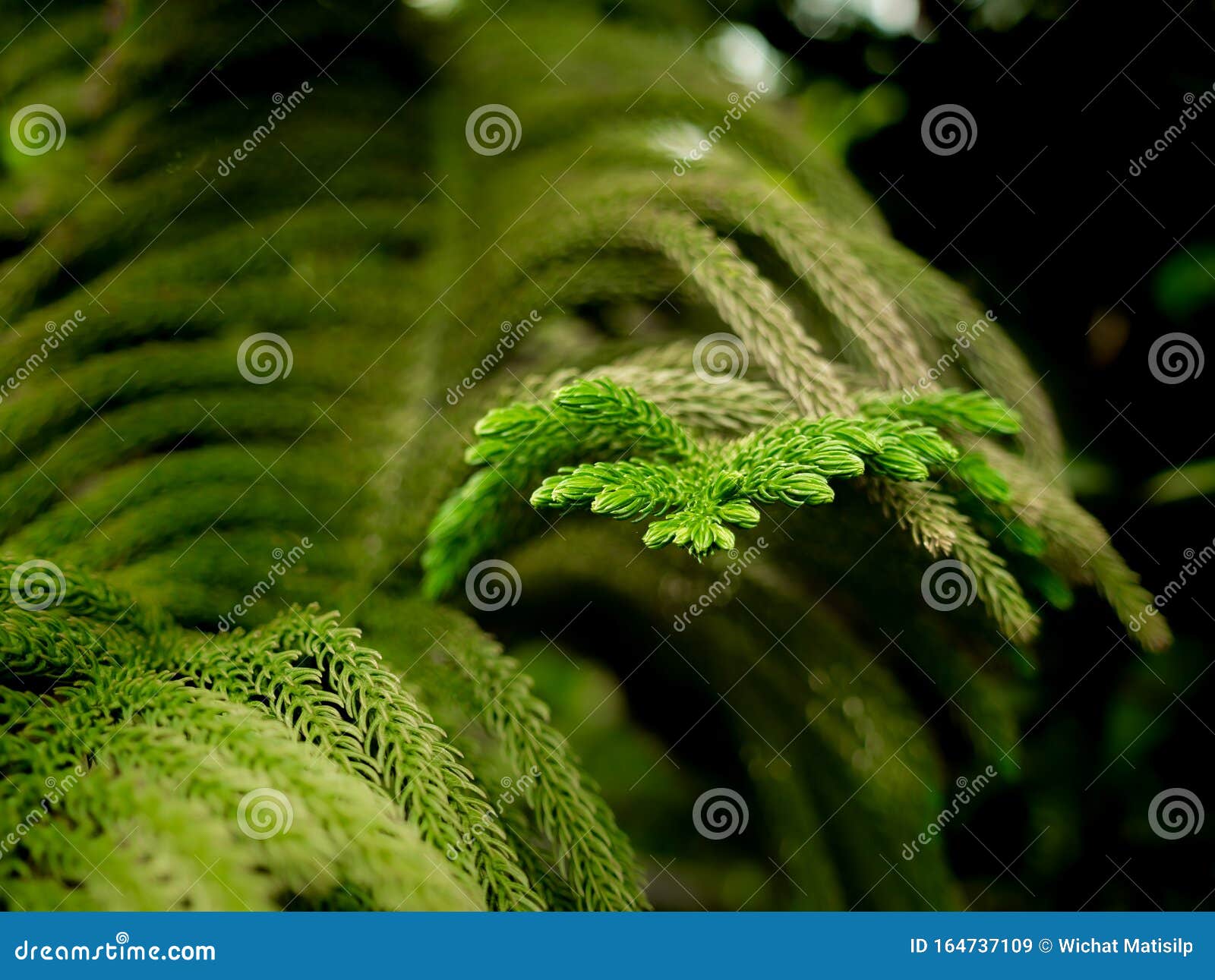 Leaves of House Pine Hanging Stock Image - Image of araucaria ...