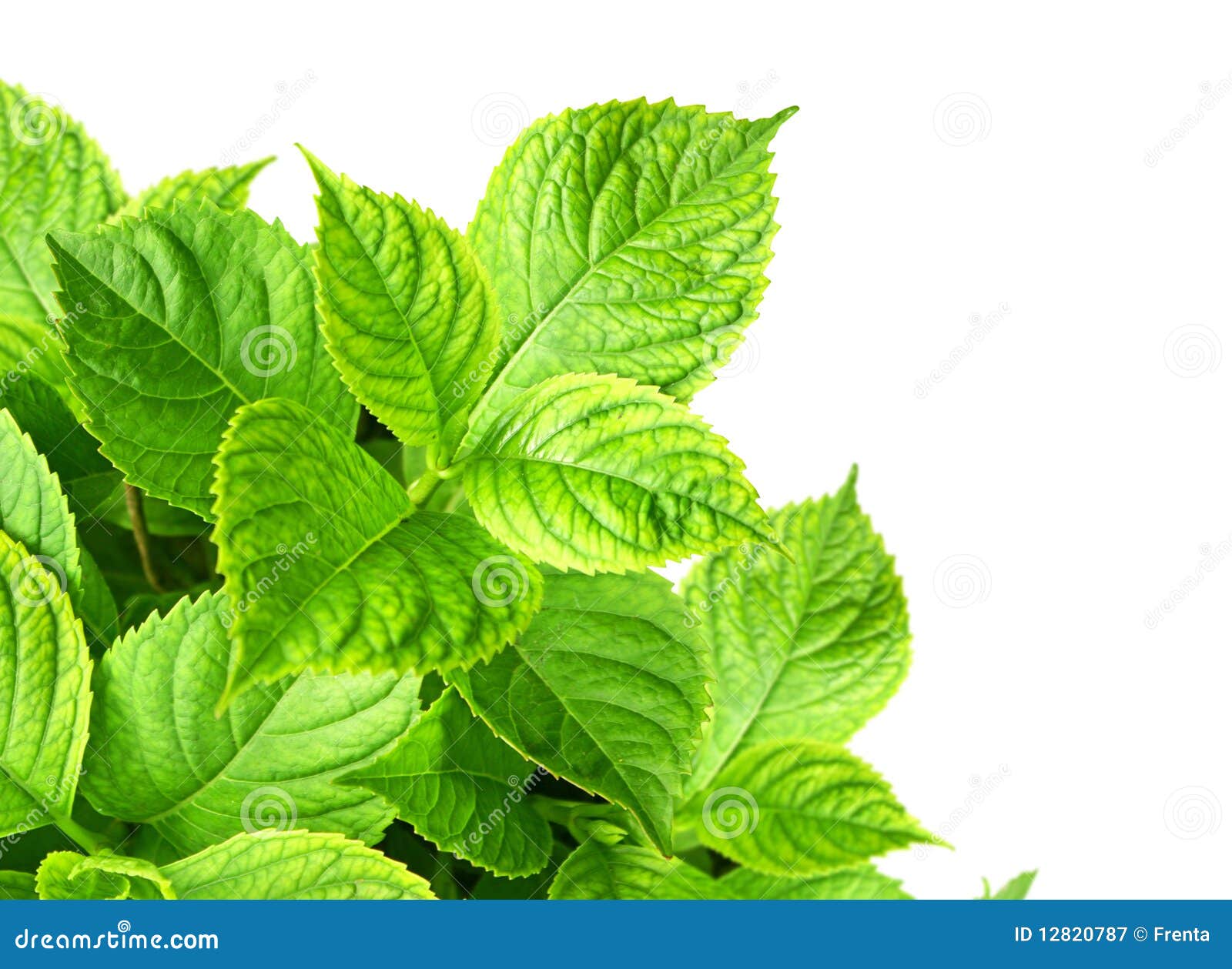 Leaves of a hydrangea stock image. Image of hydrangea - 12820787