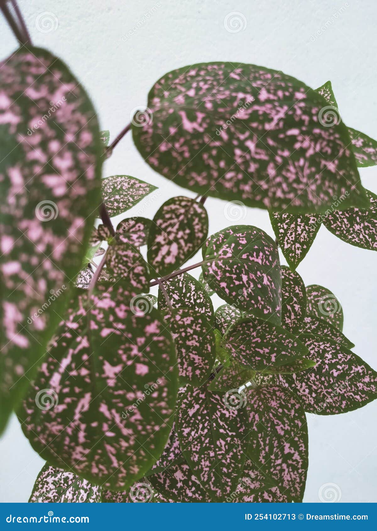 Leaves of Hypostes pink stock image. Image of elegant - 254102713