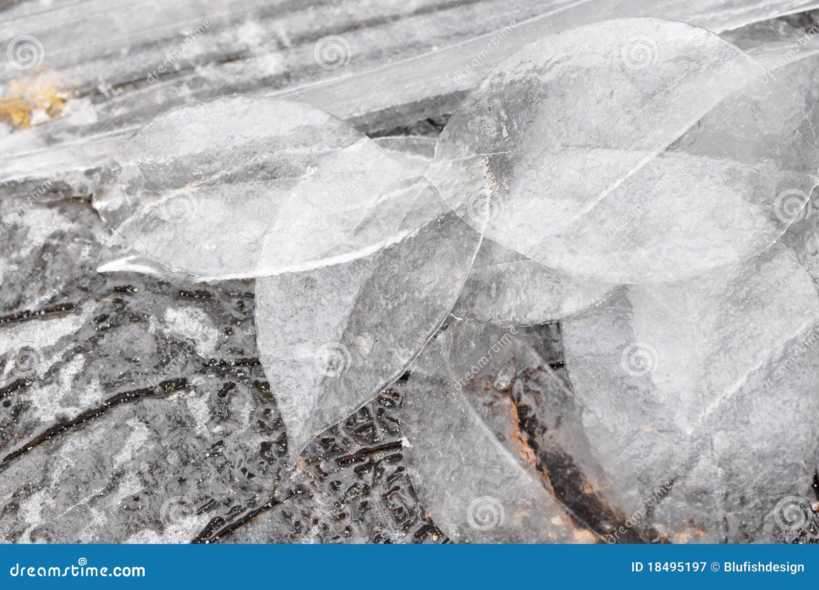 Leaves of Ice stock image. Image of frozen, abstract - 18495197