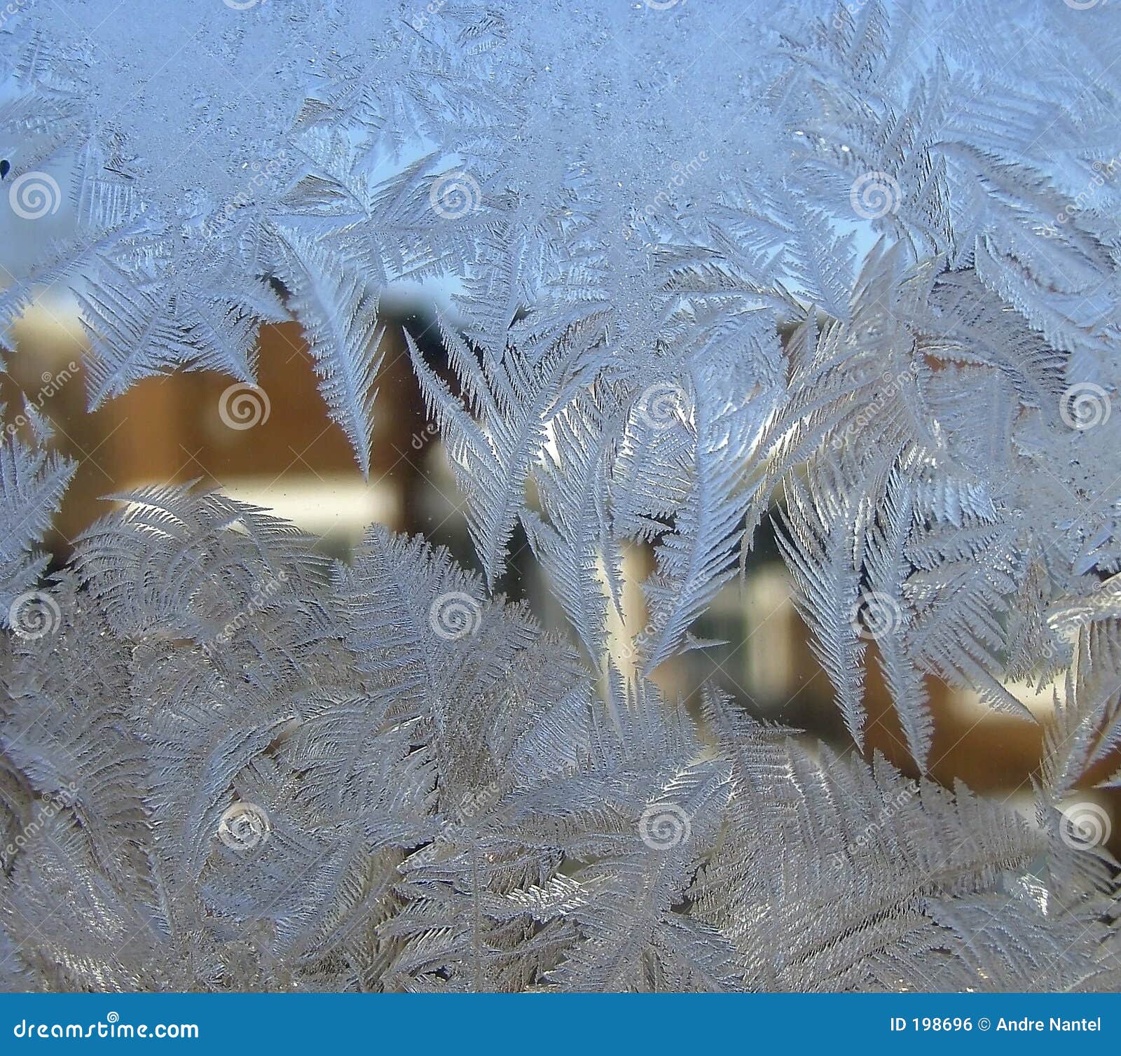 Leaves of ice stock photo. Image of frost, freezing, window - 198696