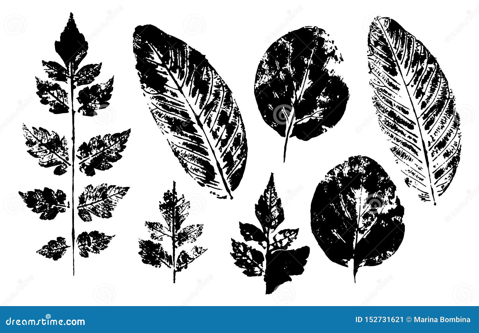 Leaves Imprints Set Isolated on White Background Vector Stock ...