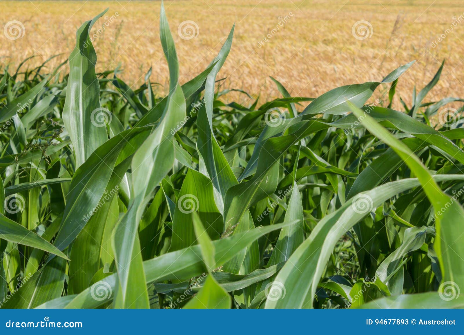 Leaves of Indian Corn in Front, a Wheat Field in Back Stock Image ...