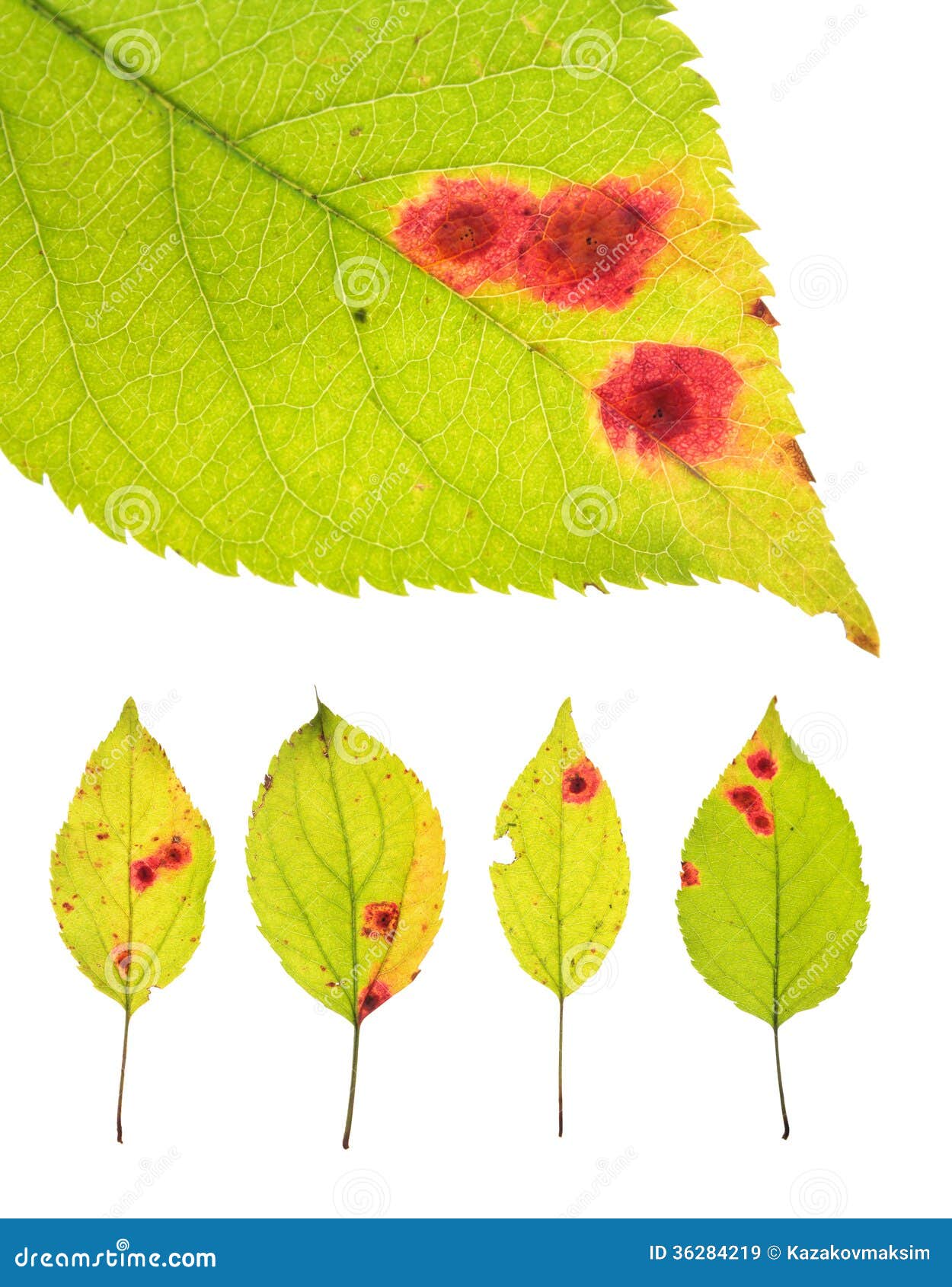 Leaves Infected by Rust of Cherry Isolated on White Stock Image - Image ...