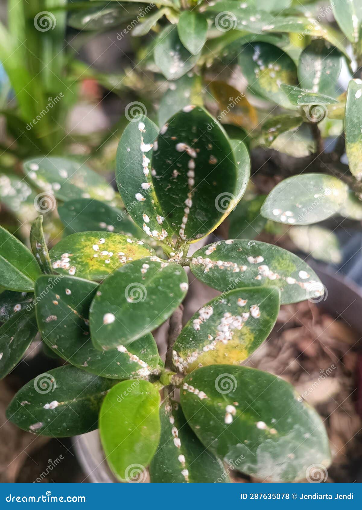 Leaves Infested with Parasites Stock Photo - Image of parasites ...