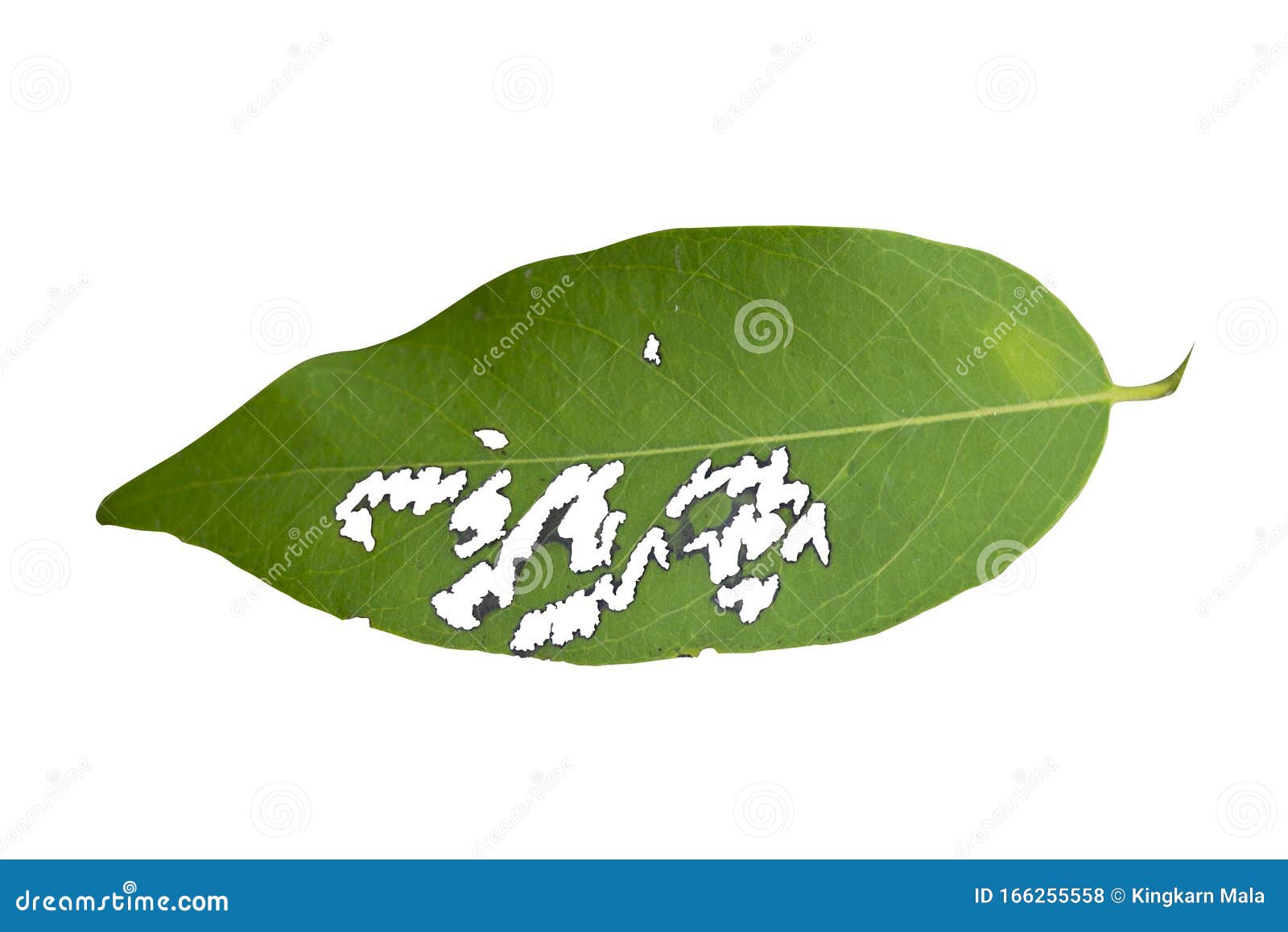 Leaves by Insect Bite,with Clipping Path Stock Photo - Image of foliage ...