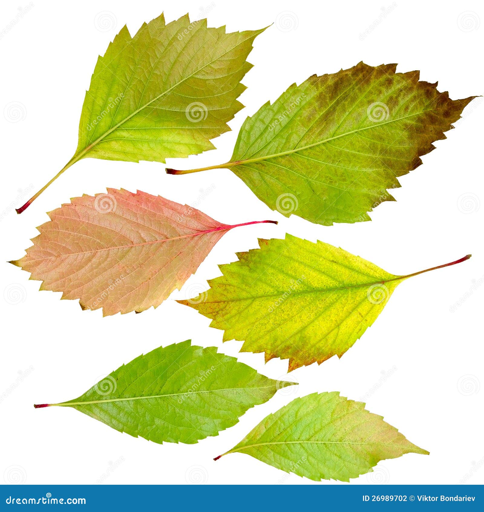 Leaves isolate stock photo. Image of bright, pattern - 26989702