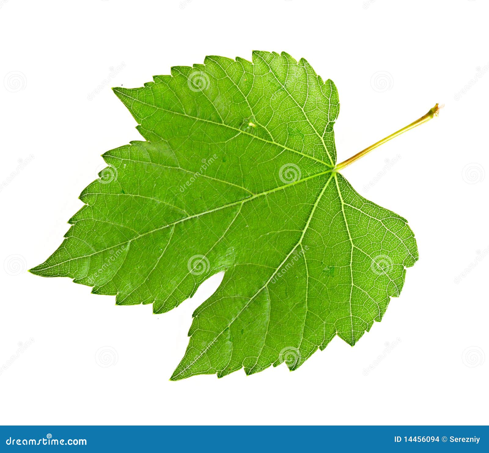 Leaves isolated stock photo. Image of fresh, nature, healthy - 14456094