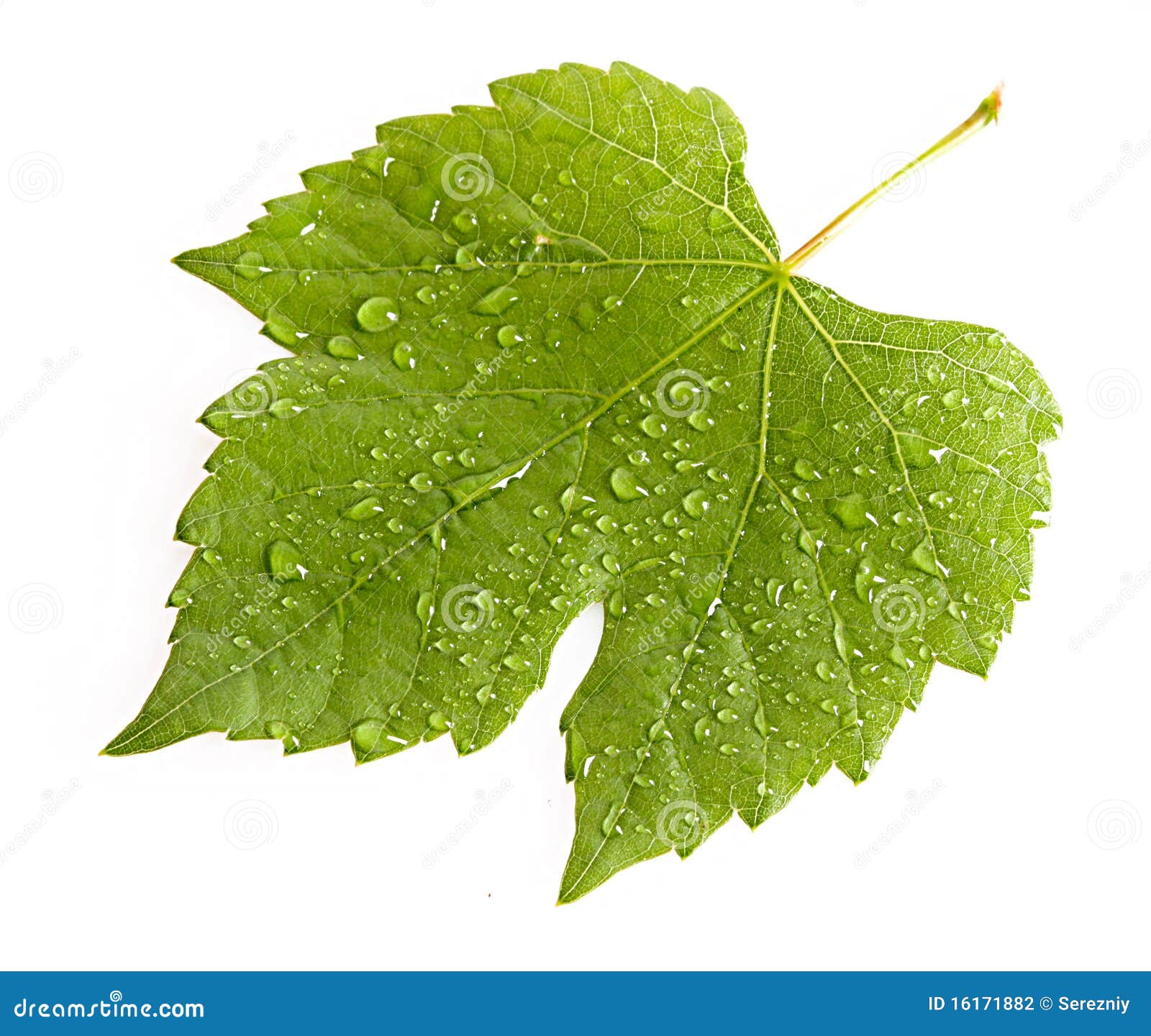 Leaves isolated stock photo. Image of floral, healthy - 16171882