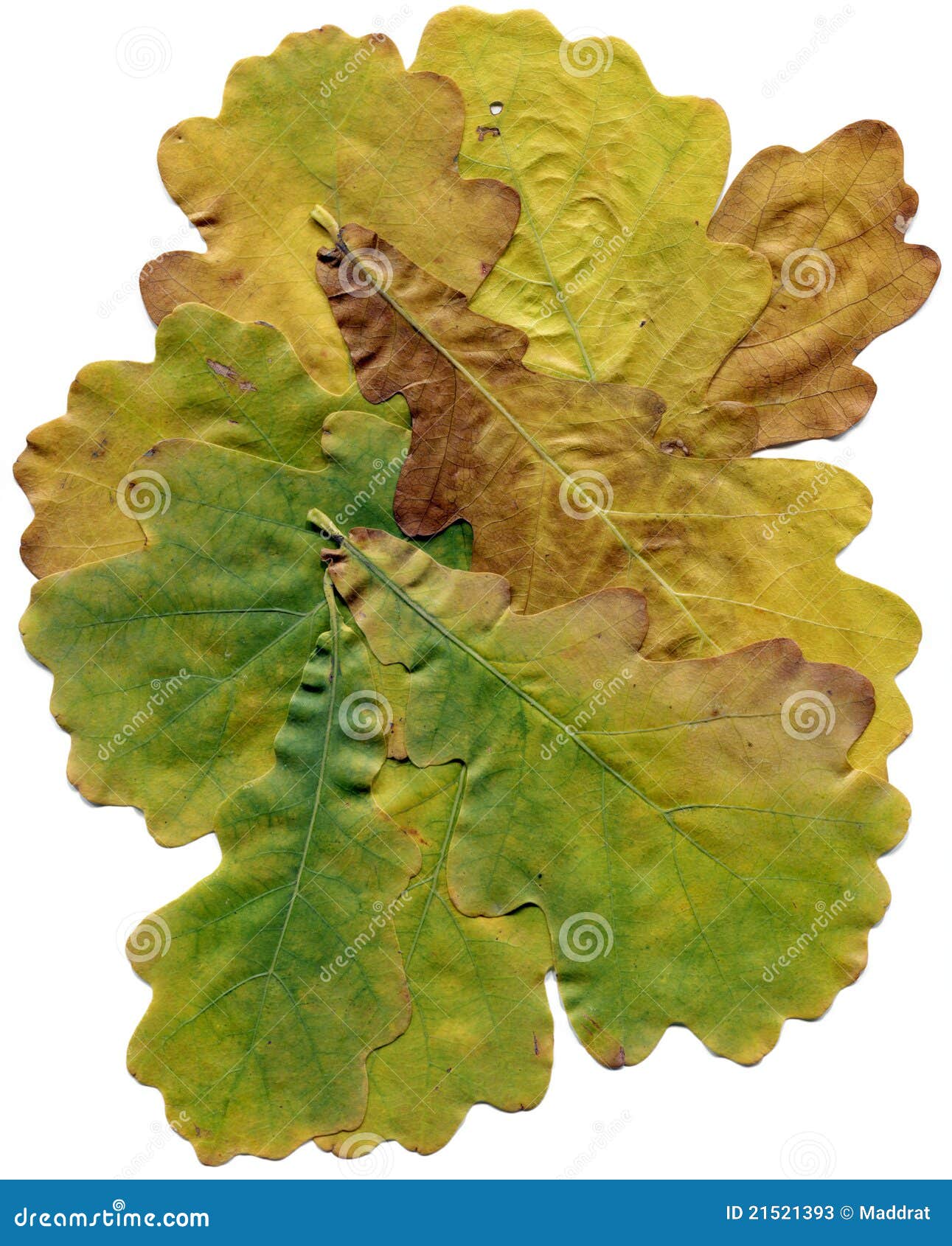 Leaves isolated stock image. Image of fall, garden, maple - 21521393