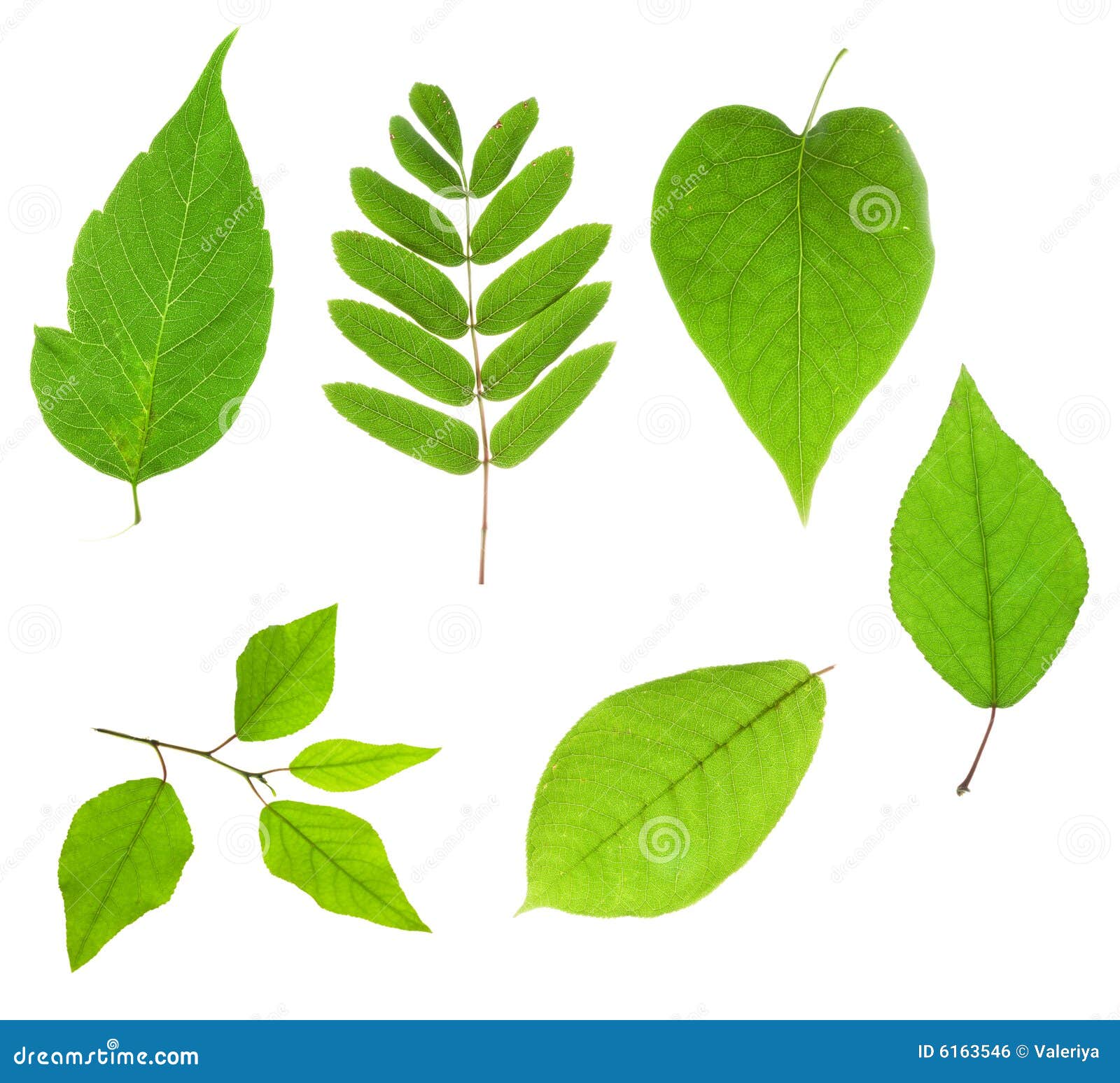 Leaves isolated stock photo. Image of foliage, leaf, nature - 6163546