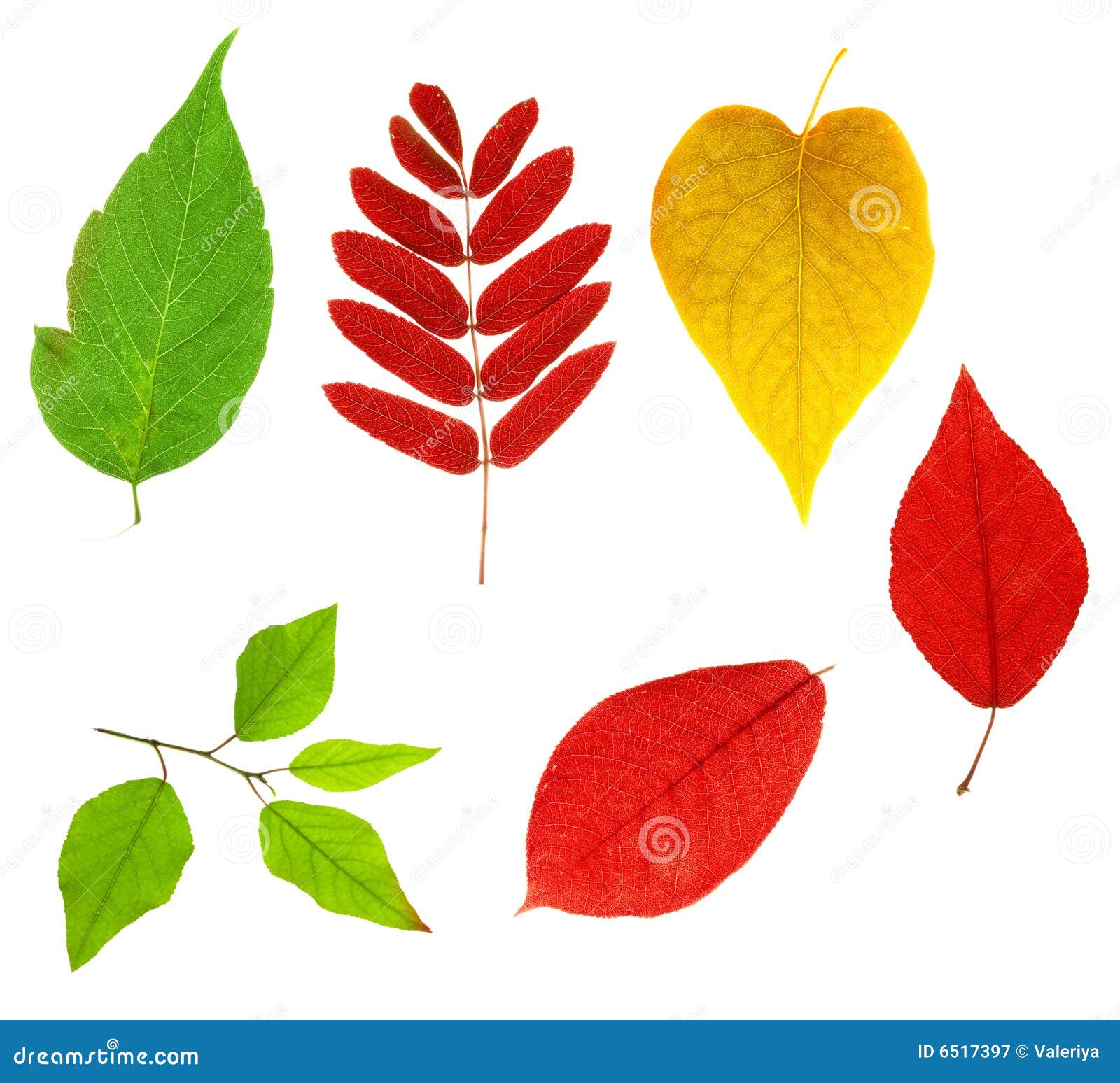 Leaves isolated stock image. Image of green, branch, nature - 6517397