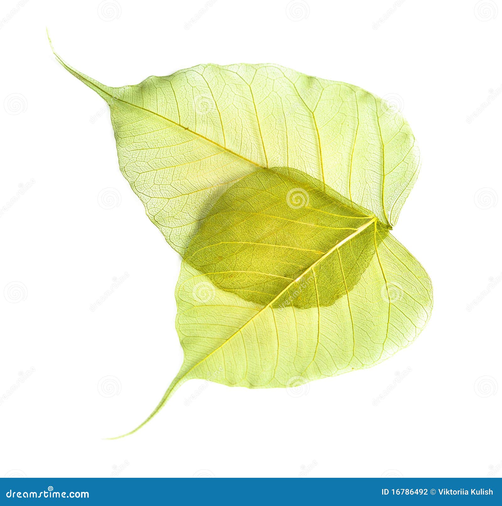 Leaves isolated on white stock photo. Image of ecology - 16786492