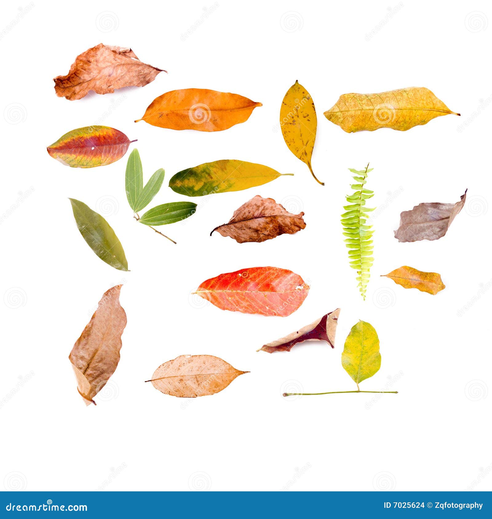 Leaves isolated on White stock photo. Image of bright - 7025624