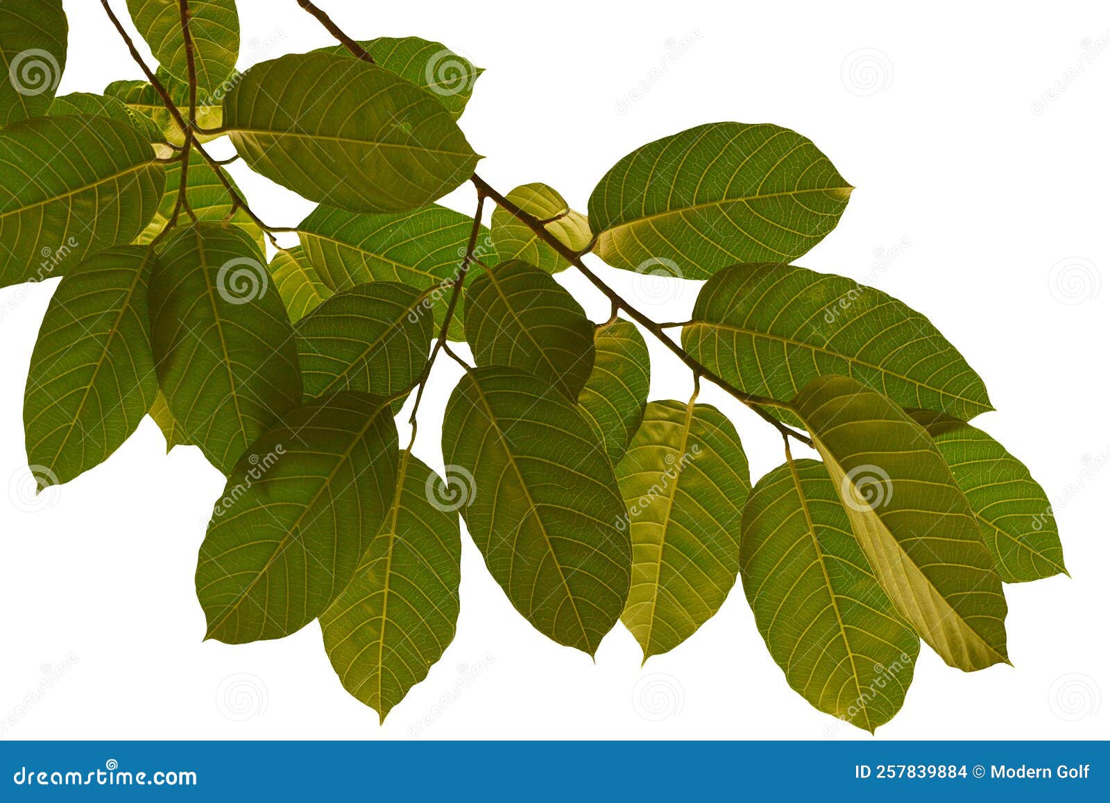 Leaves Isolated on White Background . Stock Photo - Image of flora ...