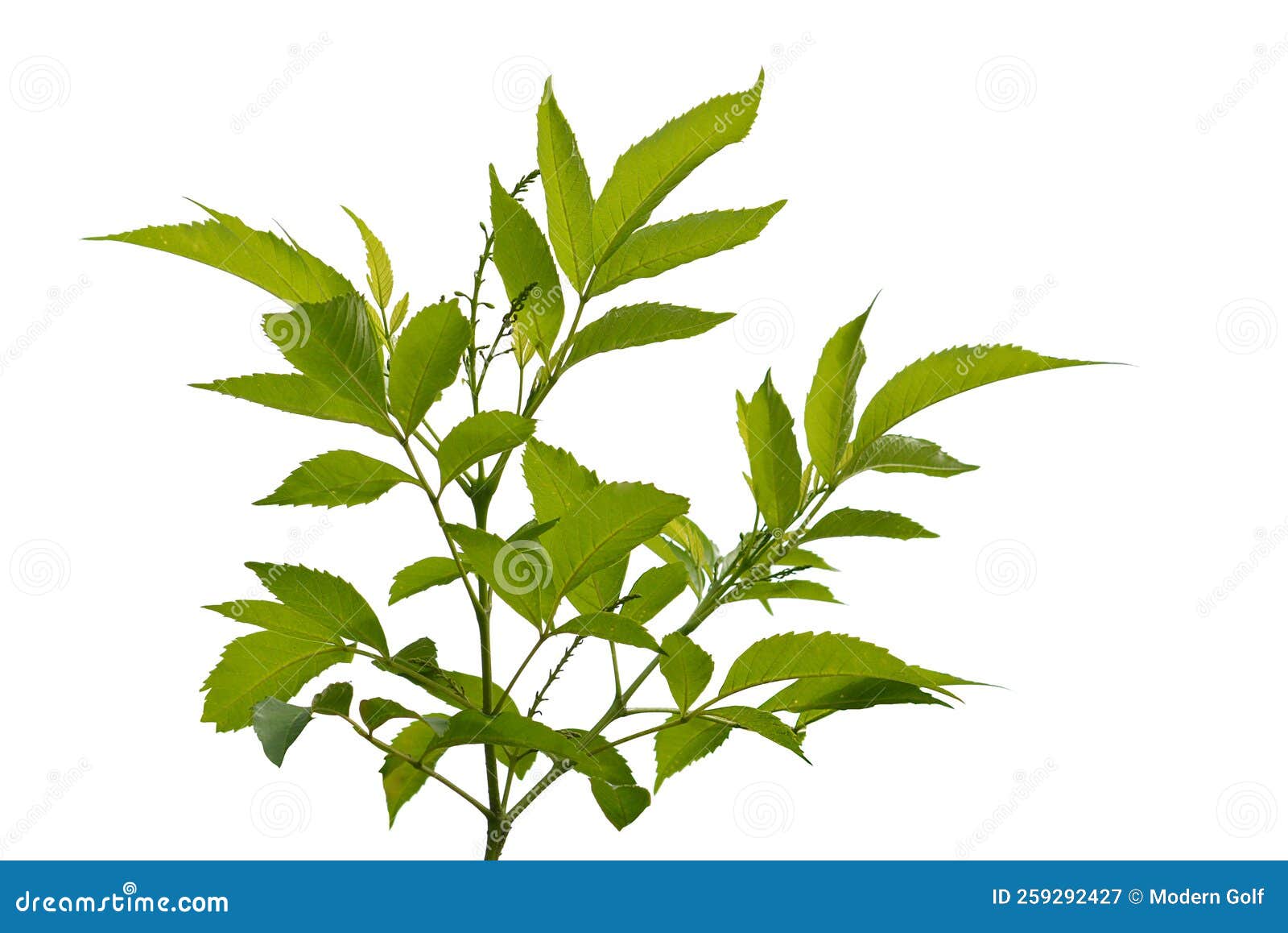 Leaves Isolated on White Background . Stock Image - Image of forest ...