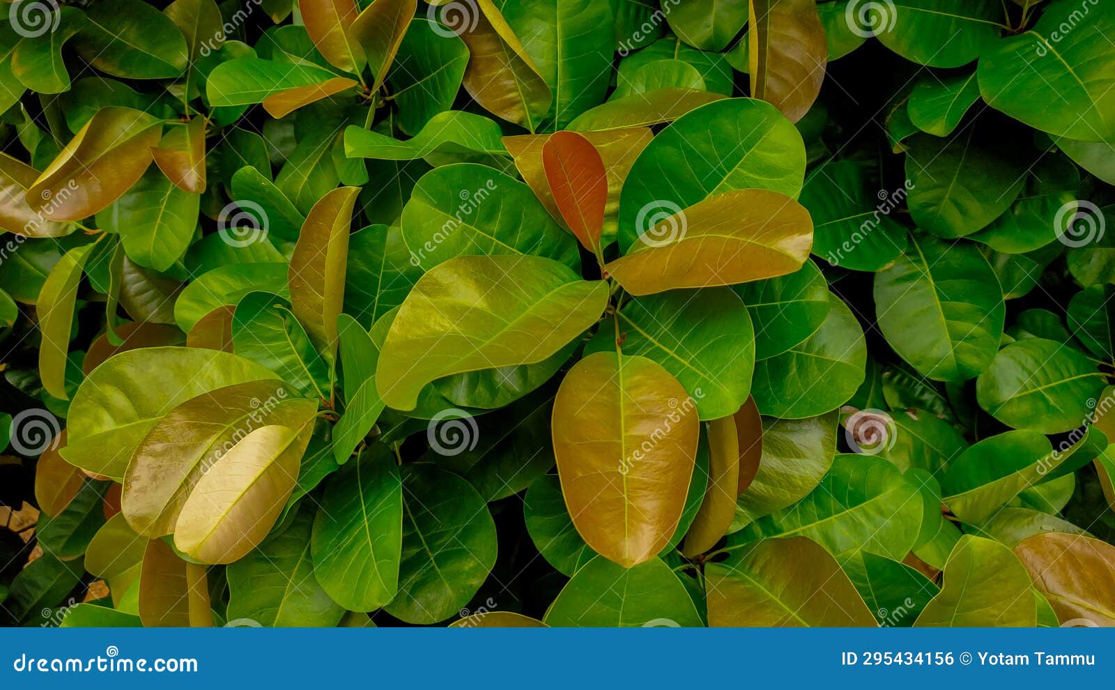 Leaves of a Jackfruit Tree that Grows Abundantly Stock Photo - Image of ...
