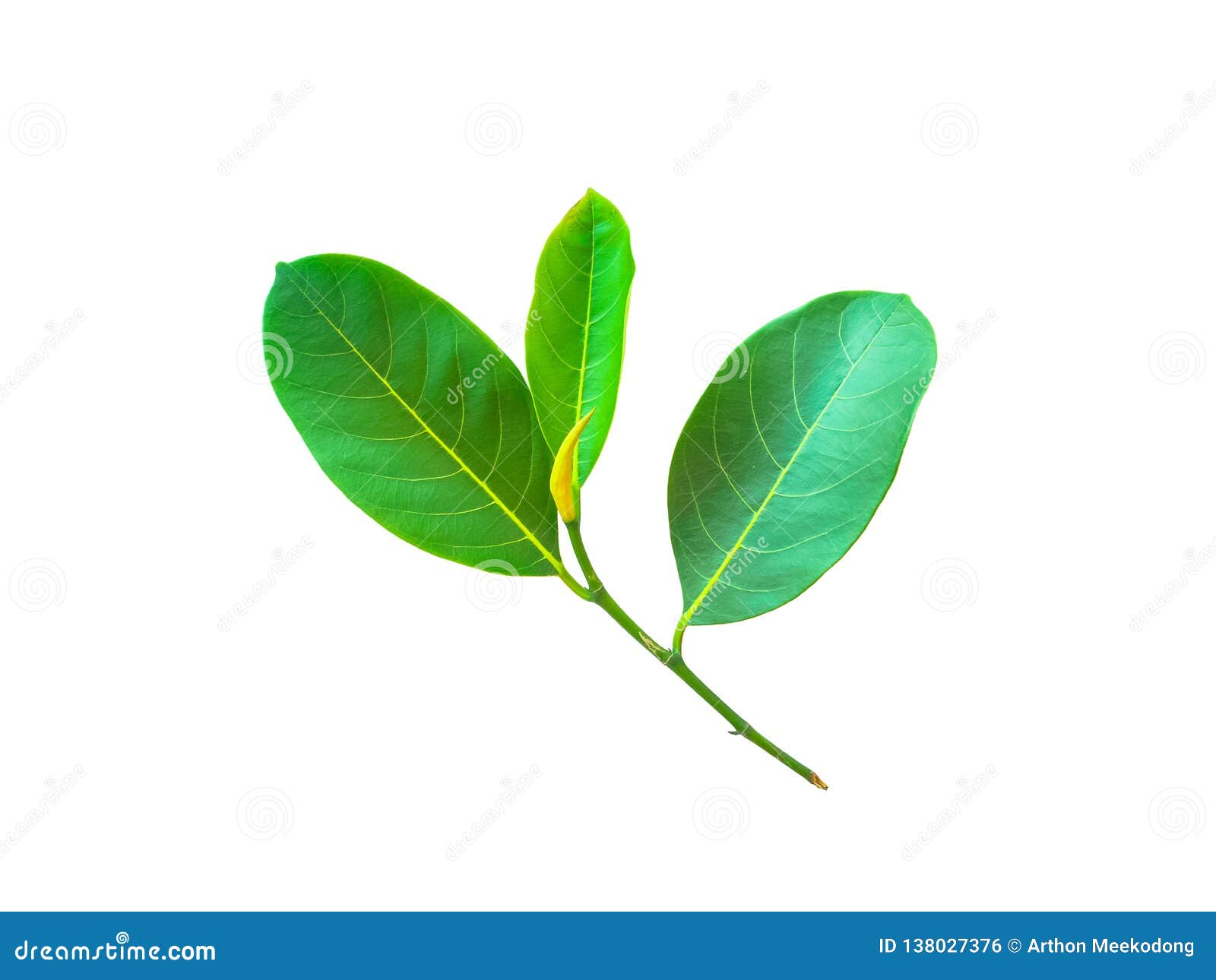 Leaves of Jackfruit Trees on a White Background Stock Photo - Image of ...