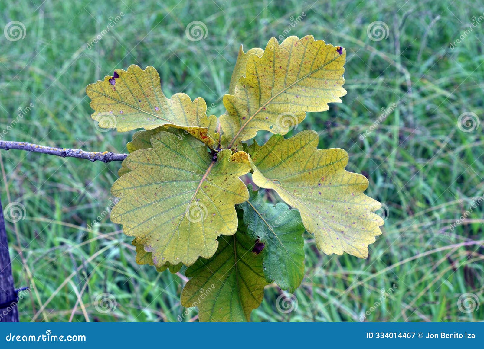 Leaves of Japanese Emperor Oak (Quercus Dentata) Stock Image - Image of ...