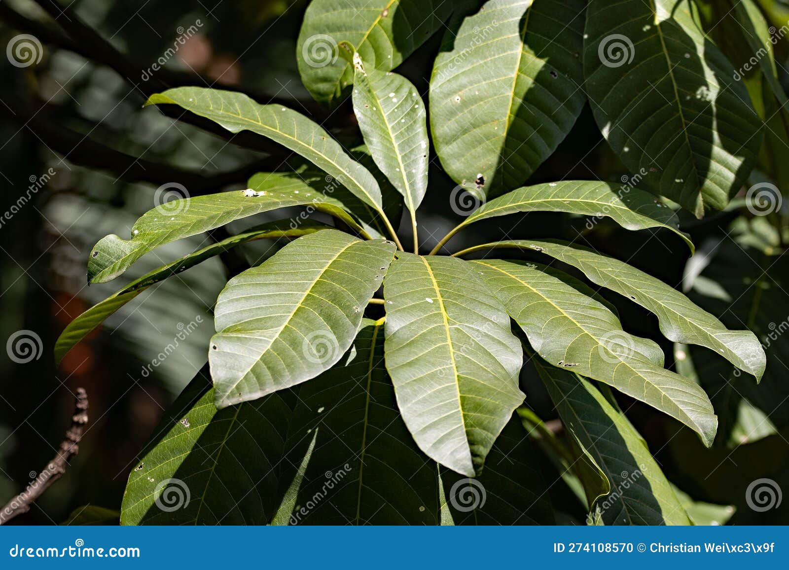 Leaves of Jelutong, Dyera Costulata Stock Photo - Image of canopy, leaves: 274108570