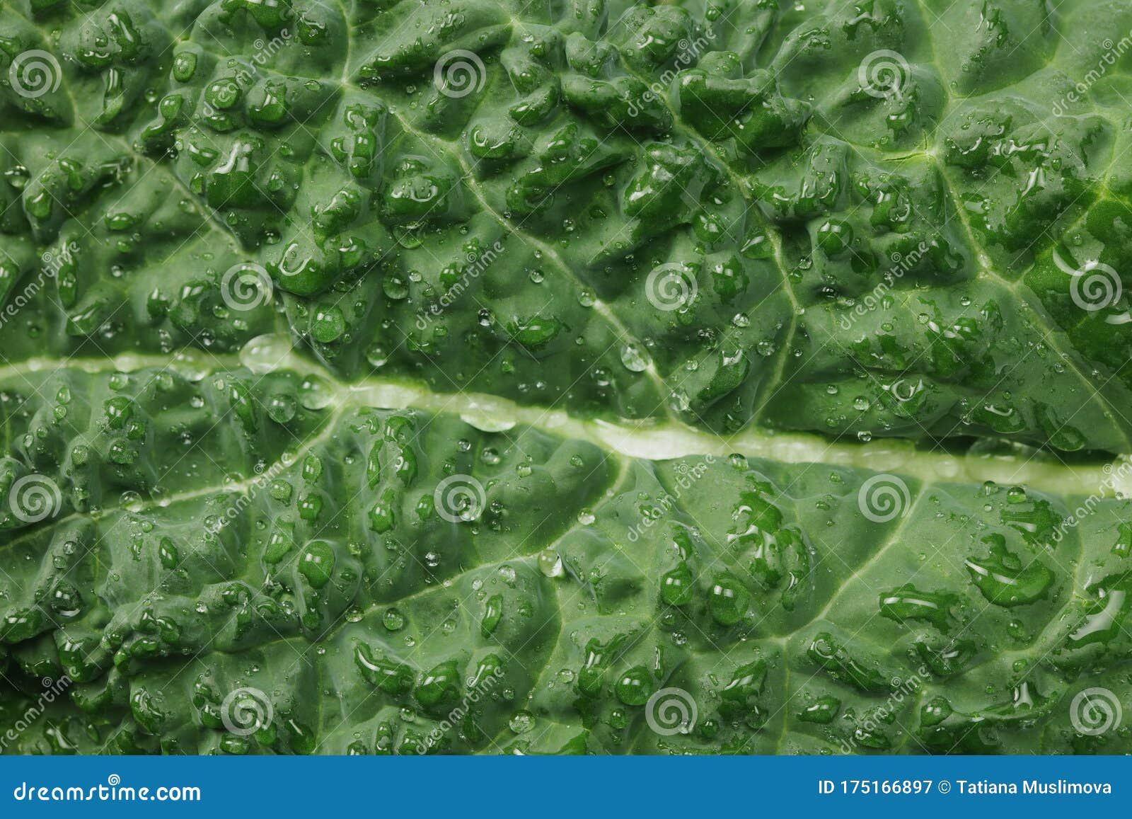 Leaves of Kale Texture. Kale Background Stock Image - Image of kale ...