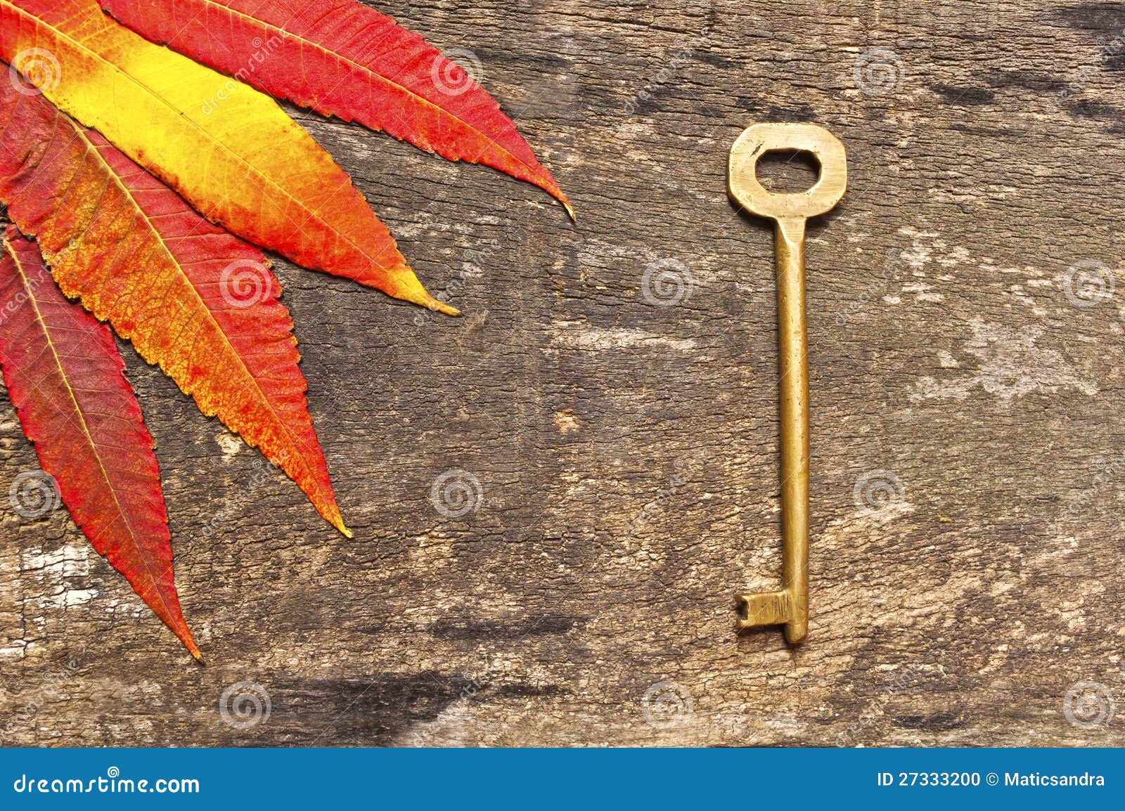 Leaves and key stock photo. Image of floral, searching - 27333200