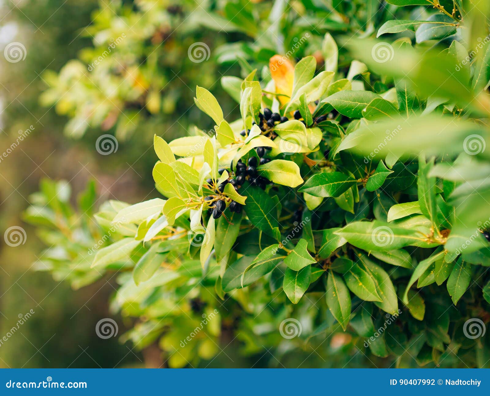 Leaves of Laurel and Berries on a Tree. Laurel Leaf in the Wild Stock ...