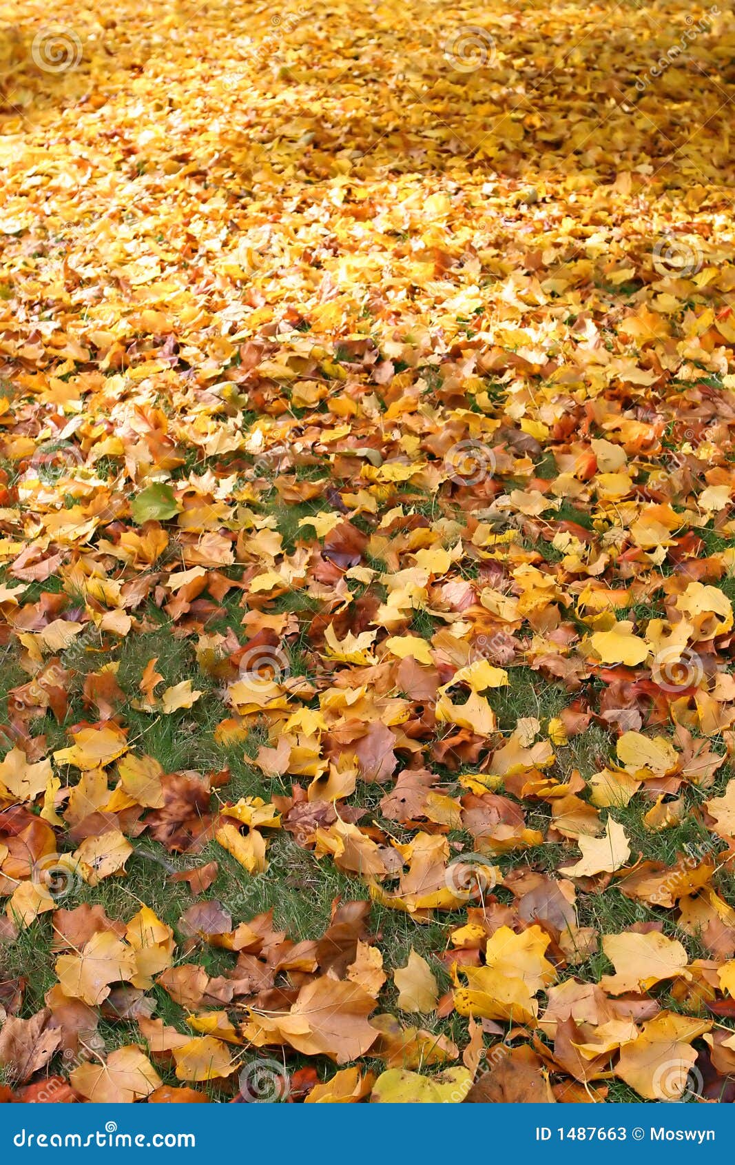 Leaves on lawn stock image. Image of bright, ecological - 1487663