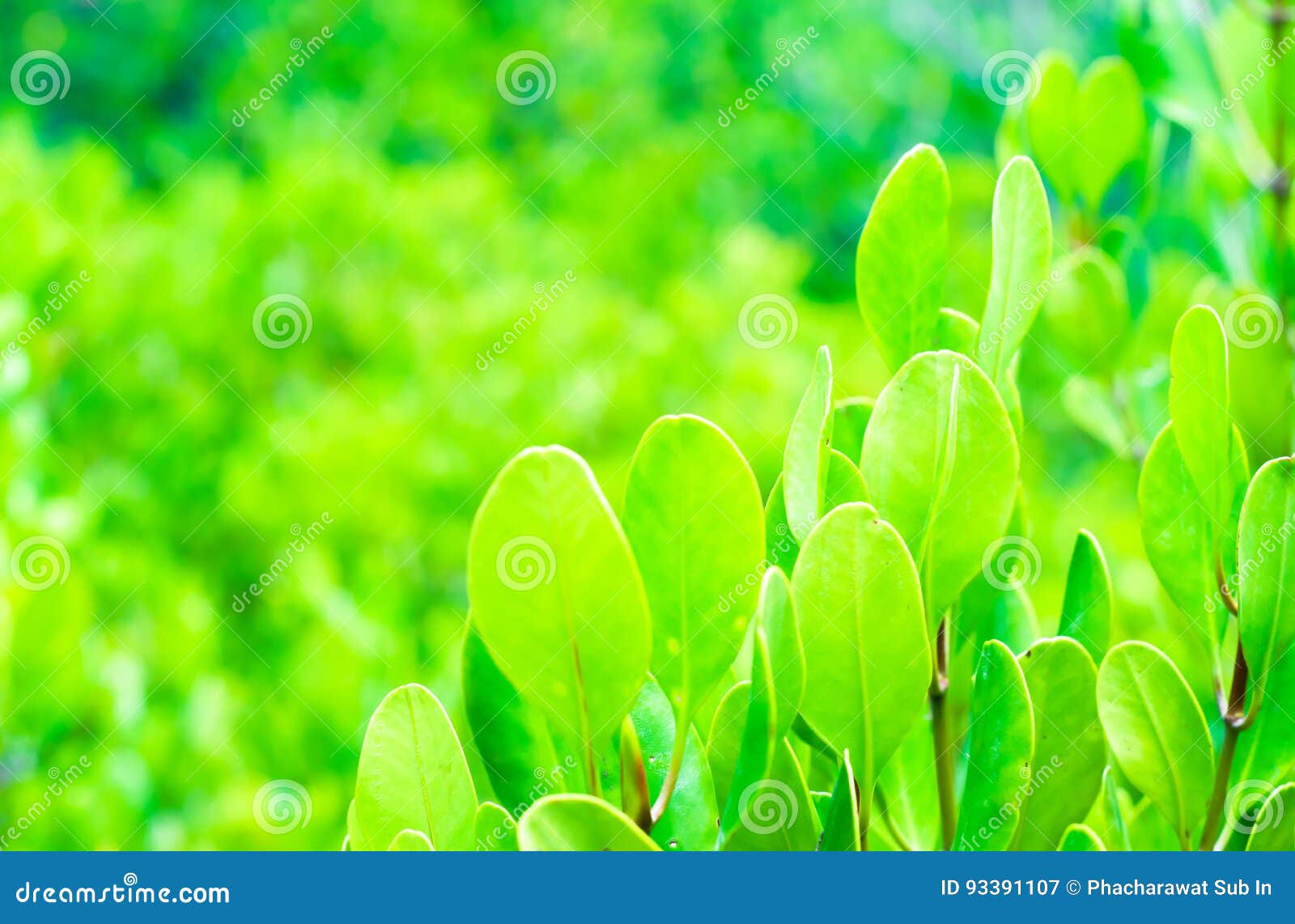 The Leaves or Leaf of Green Mangrove on Tree in Mangrove Forest. Stock ...