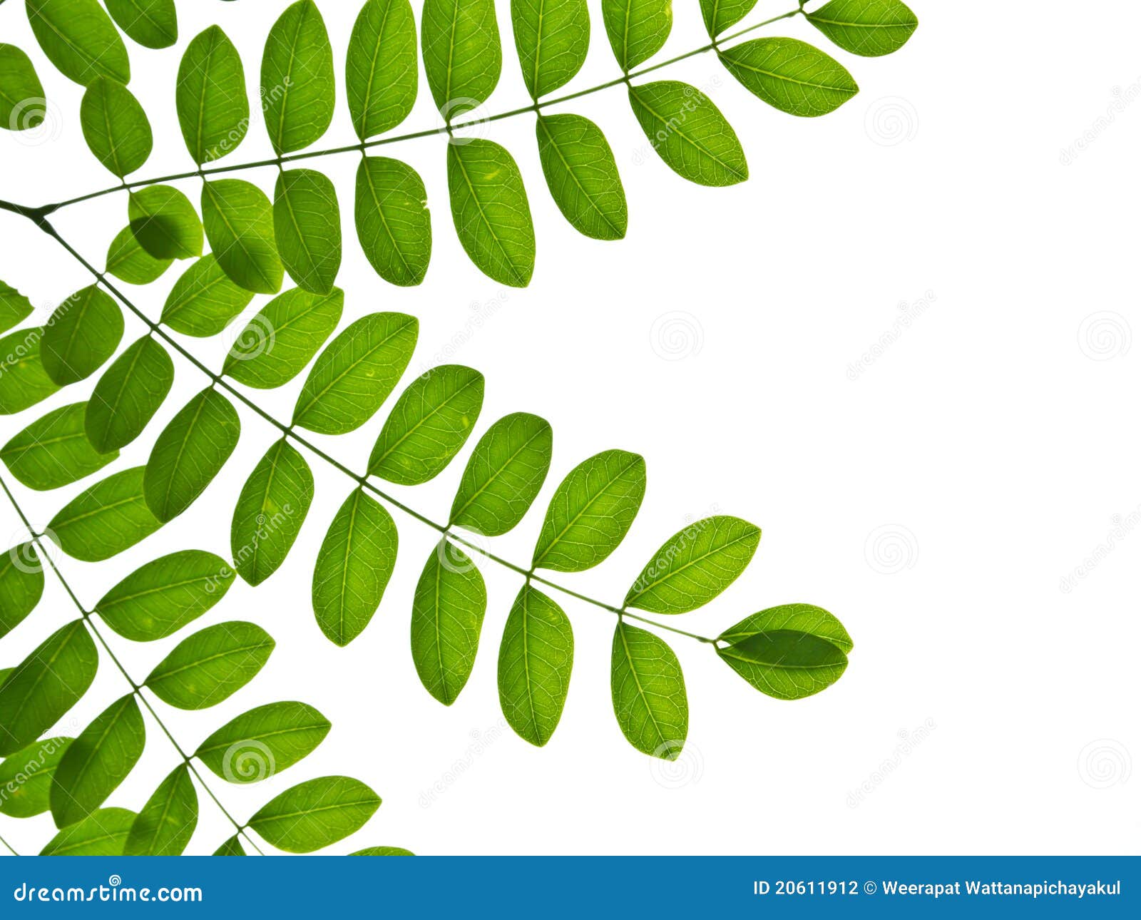 Leaves from left side stock photo. Image of green, nature - 20611912