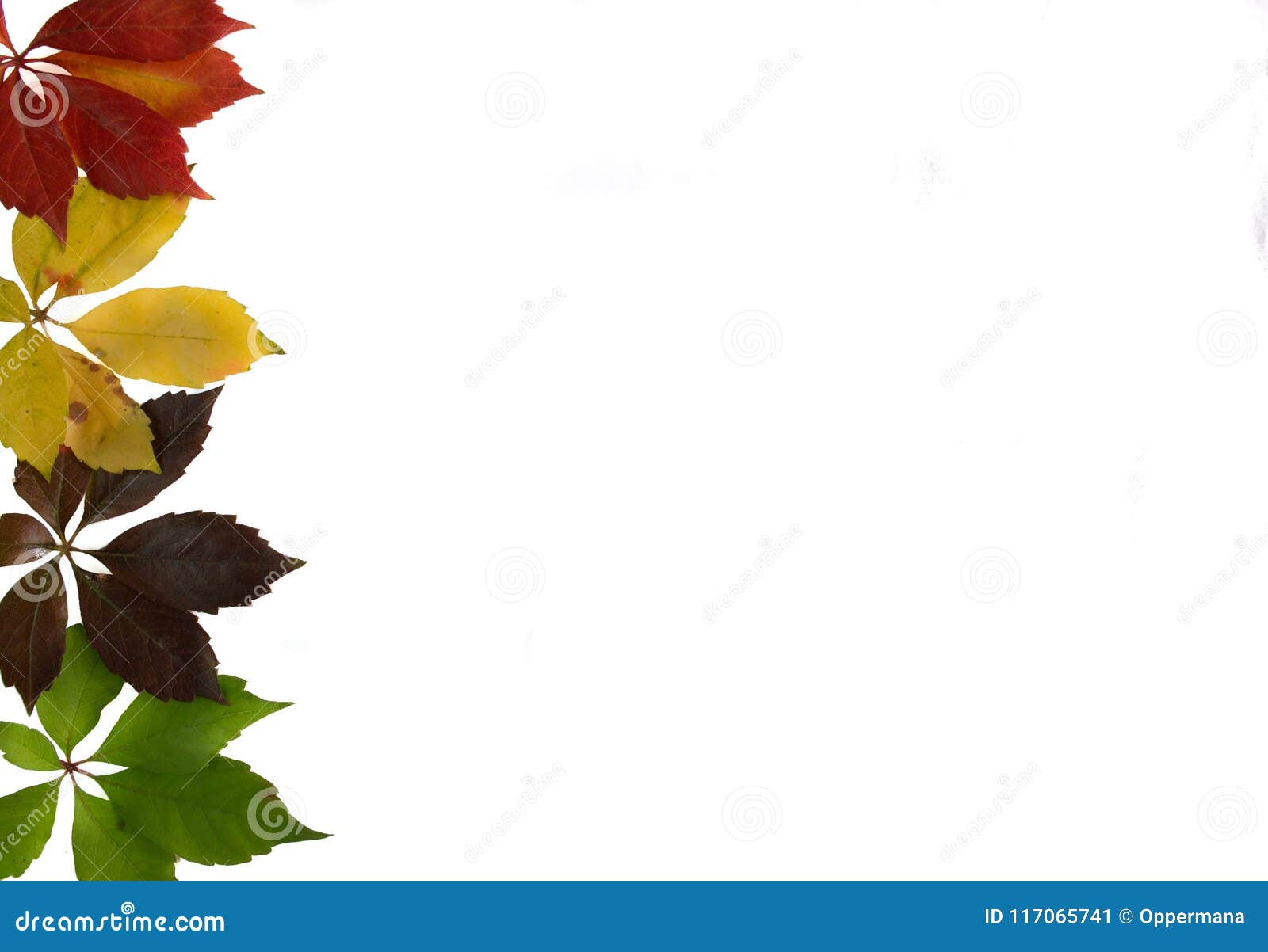 Colorful Leaves Left Side Border with White Copy Space Stock Image ...