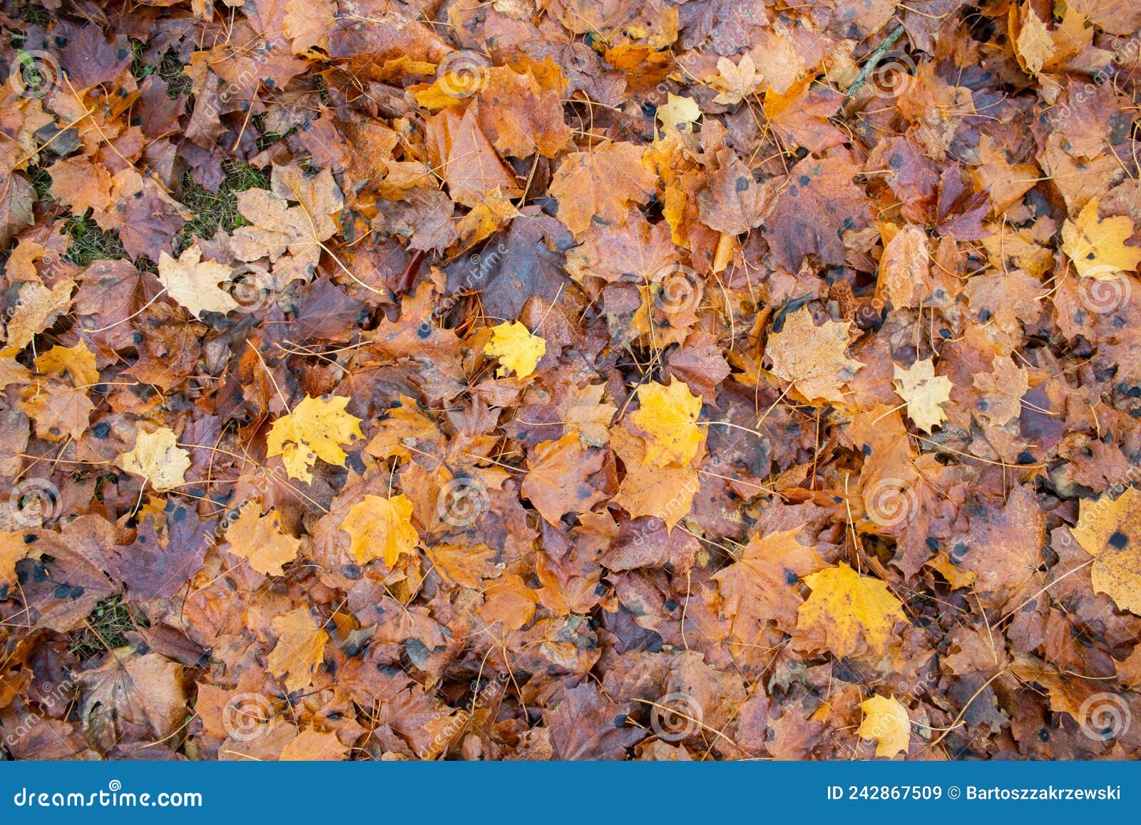 The Leaves Lie on the Ground during Fall Stock Image - Image of autumn ...
