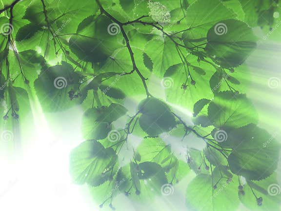 Leaves and Light stock image. Image of delicate, blur, stem - 507603