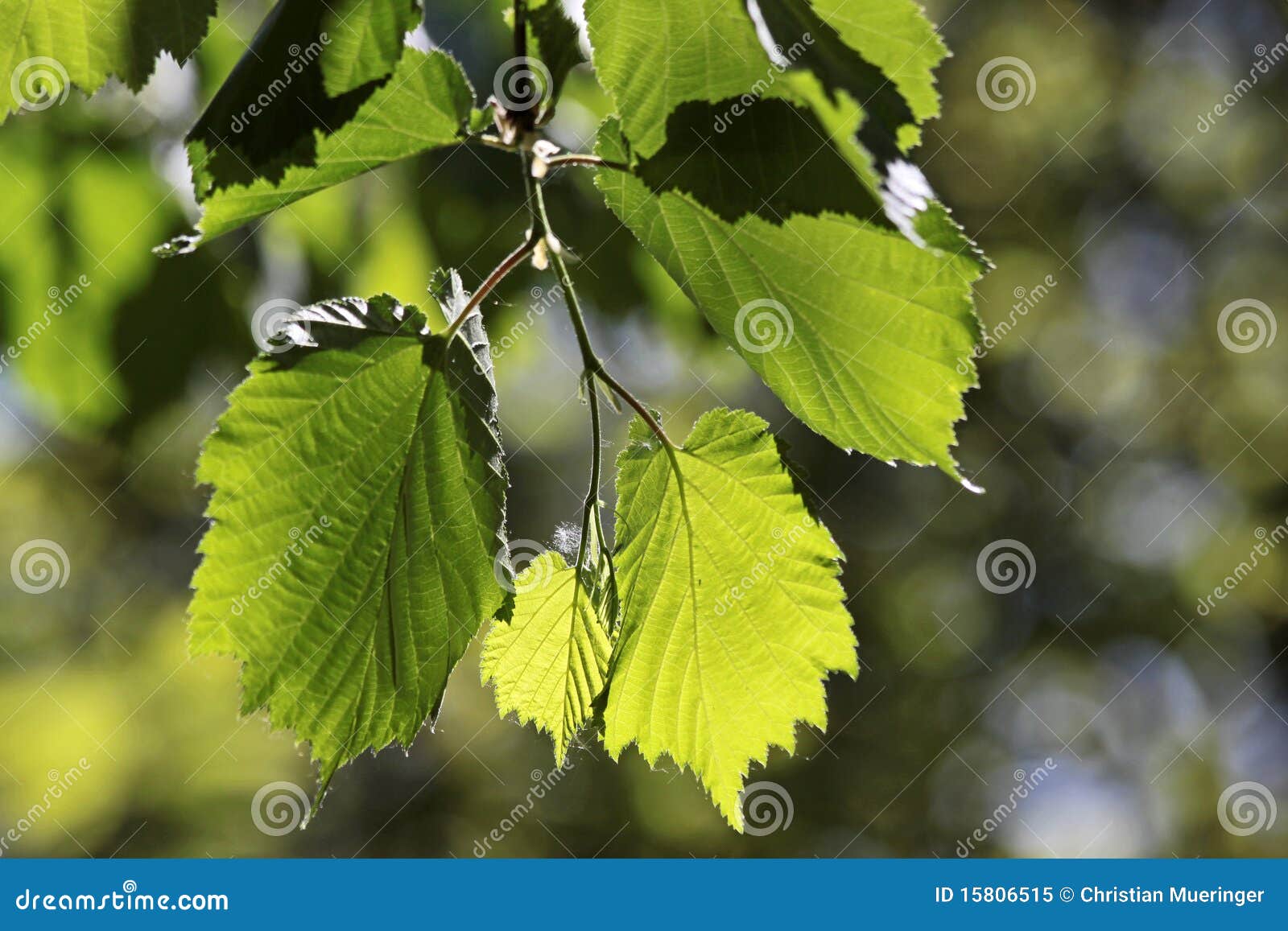 Leaves of linden tree stock image. Image of illuminated - 15806515