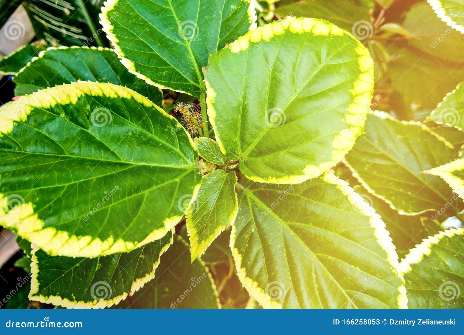 Leaves of a Linden Tree in Summer in Backlight Stock Image - Image of ...