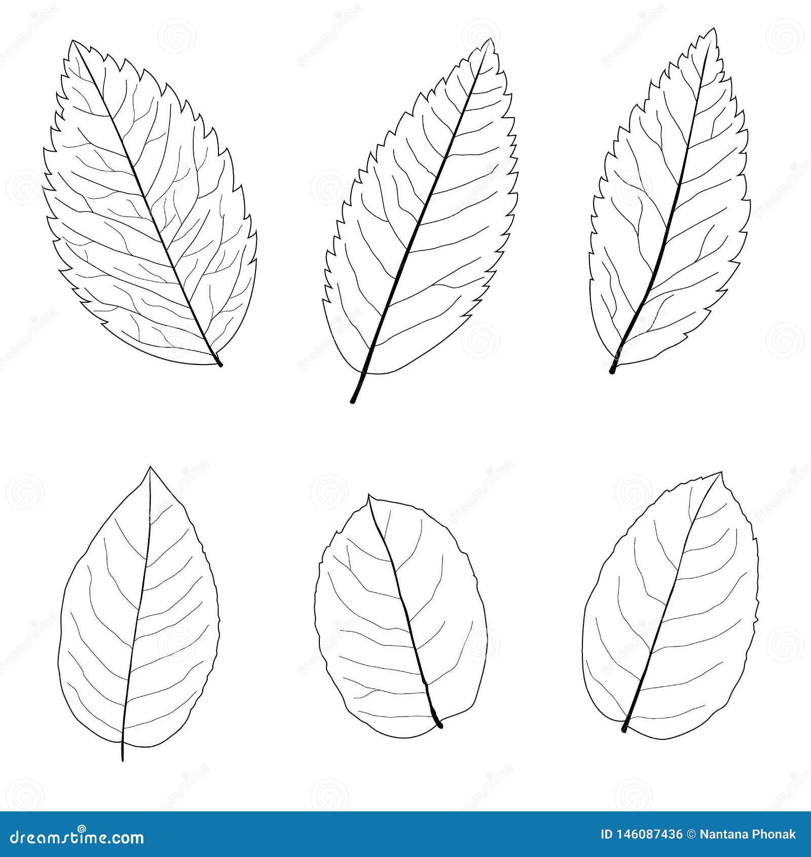 Leaves Line Leaf Pattern Black on White Background Stock Illustration ...