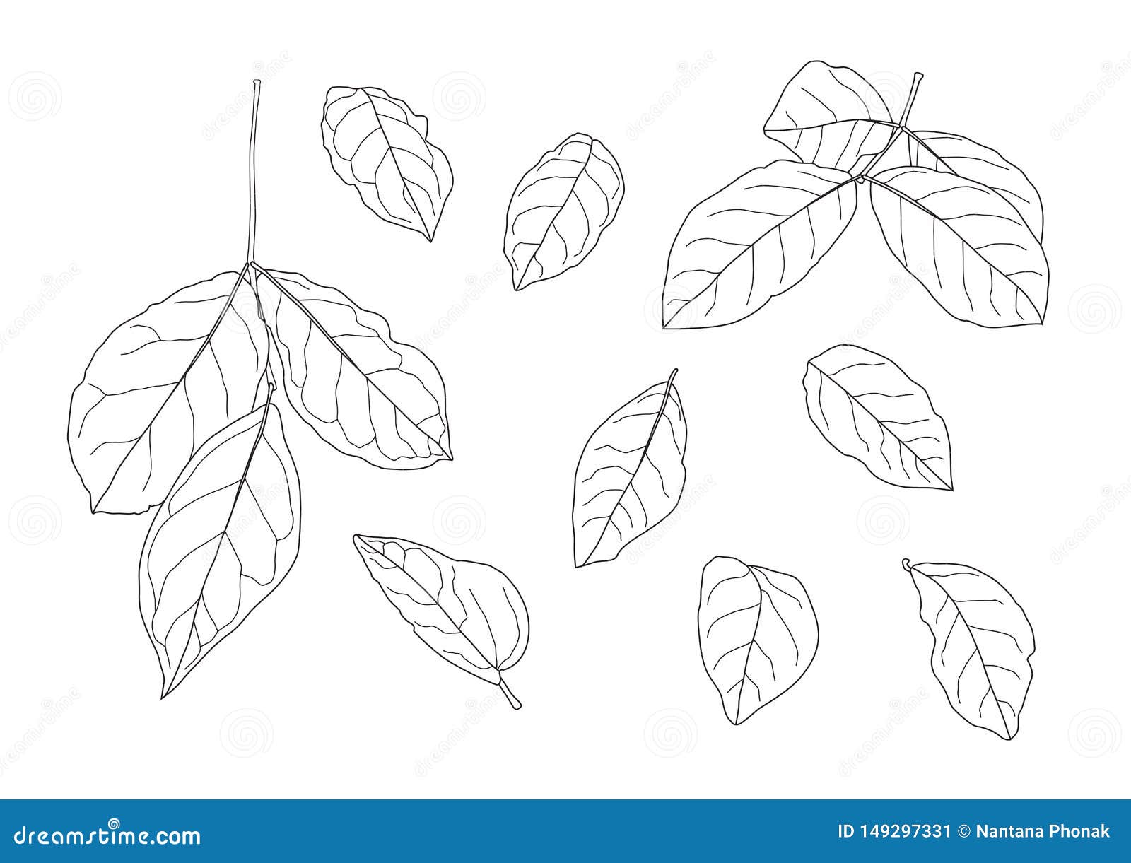 Leaves Line Single Leaf and Leaf Pattern Black Bring To Color Decorate ...