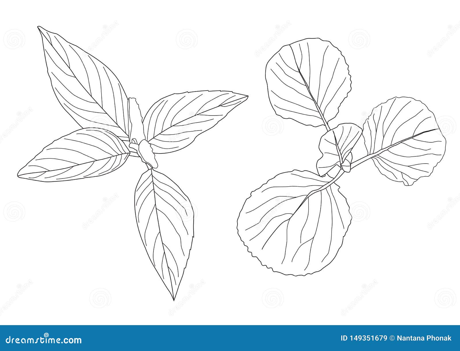 Leaves Line Single Leaf and Leaf Pattern Black Bring To Color Decorate ...