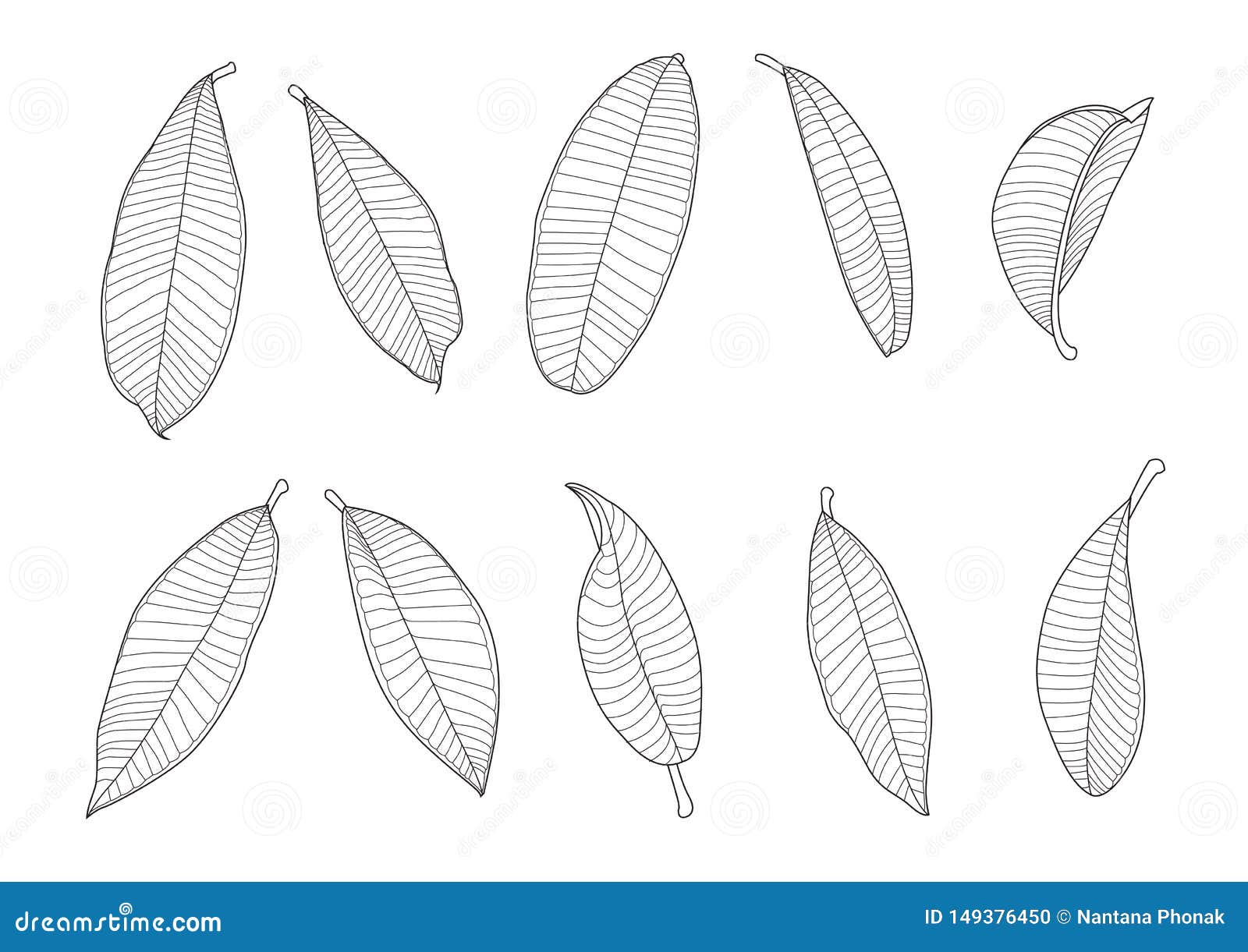 Leaves Line Single Leaf and Leaf Pattern Black Bring To Color Decorate ...