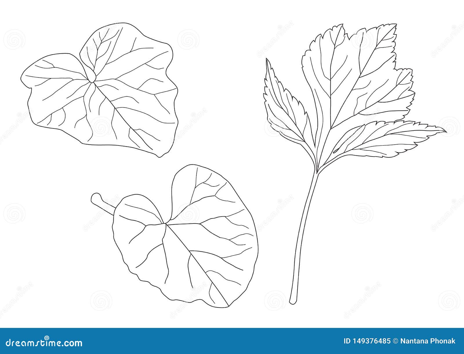 Leaves Line Single Leaf and Leaf Pattern Black Bring To Color Decorate ...