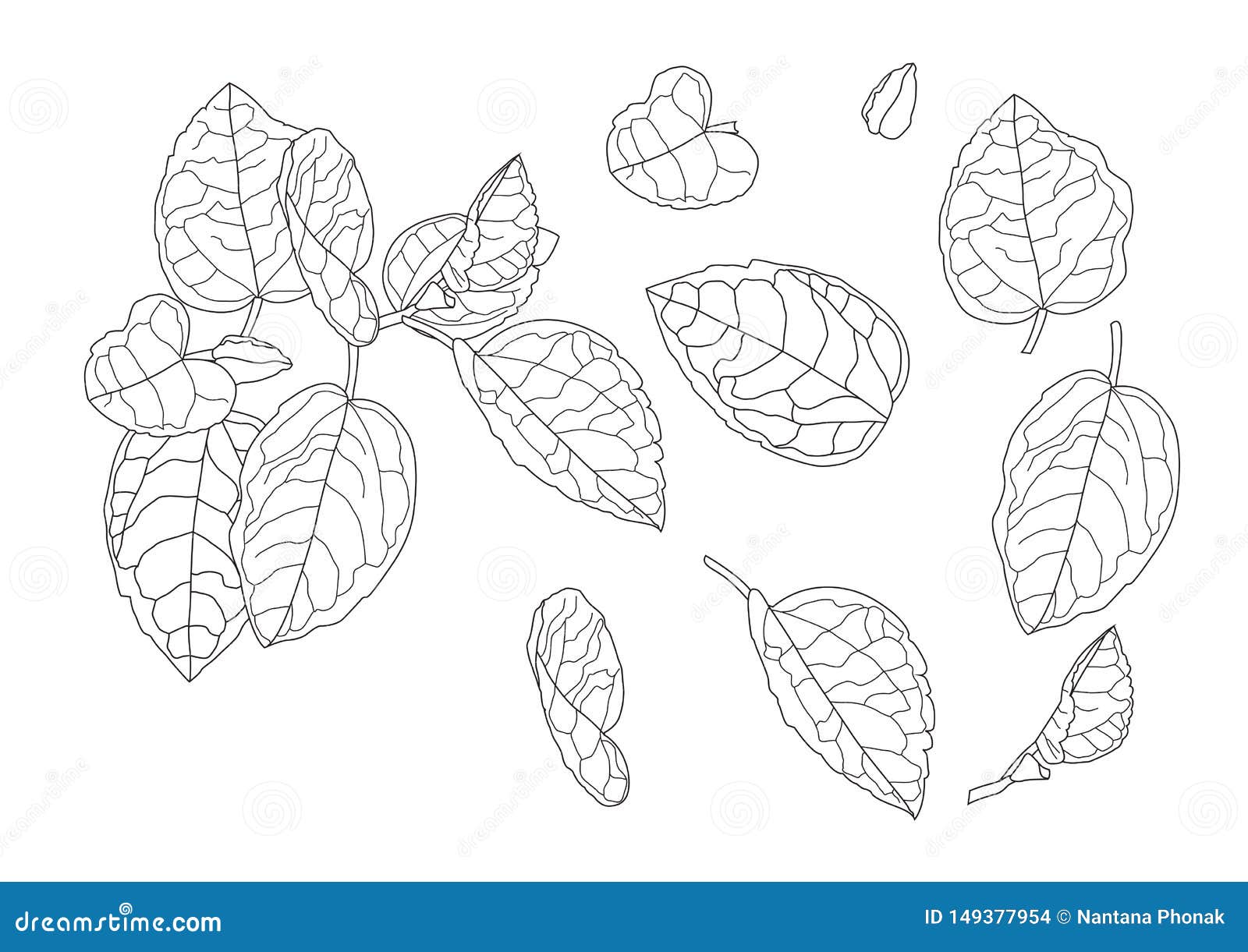 Leaves Line Single Leaf and Leaf Pattern Black Bring To Color Decorate ...