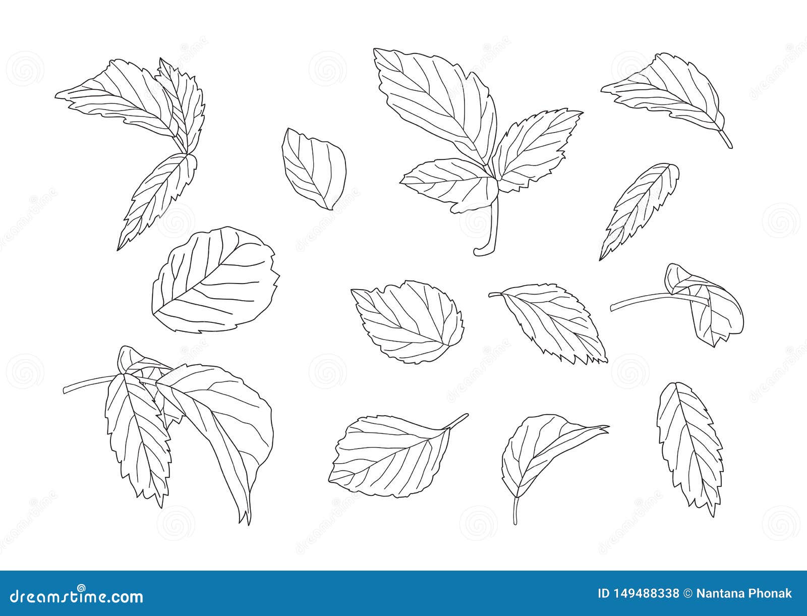 Leaves Line Single Leaf and Leaf Pattern Black Bring To Color Decorate ...
