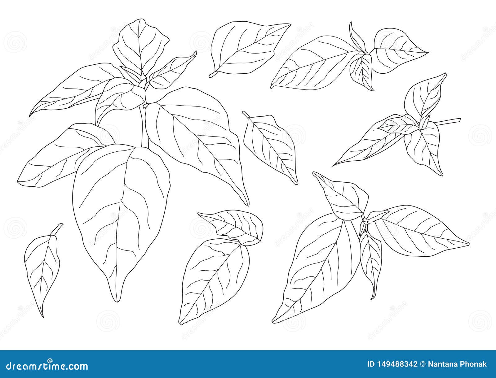 Leaves Line Single Leaf and Leaf Pattern Black Bring To Color Decorate ...
