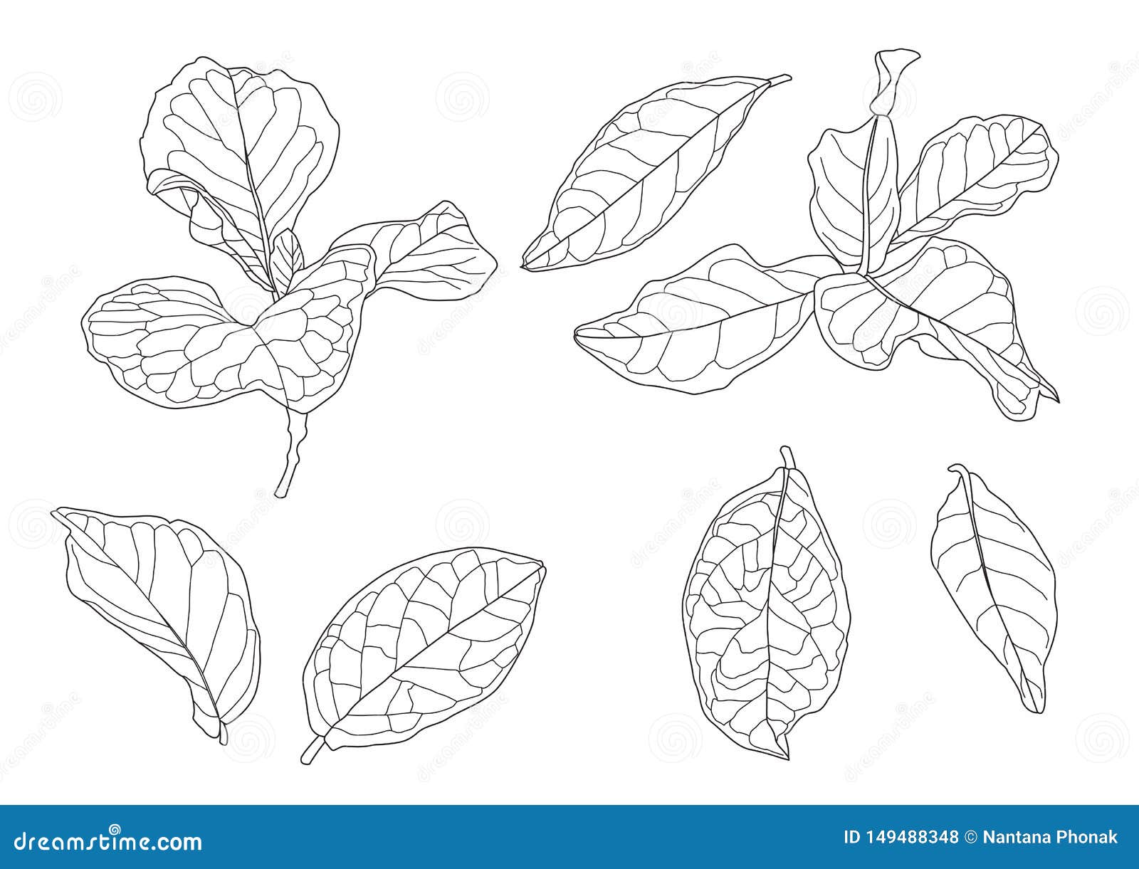 Leaves Line Single Leaf and Leaf Pattern Black Bring To Color Decorate ...