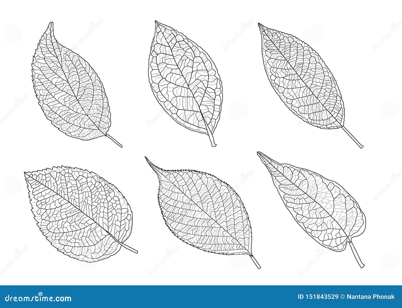 Leaves Line Single Leaf and Leaf Pattern Black Bring To Color Decorate ...
