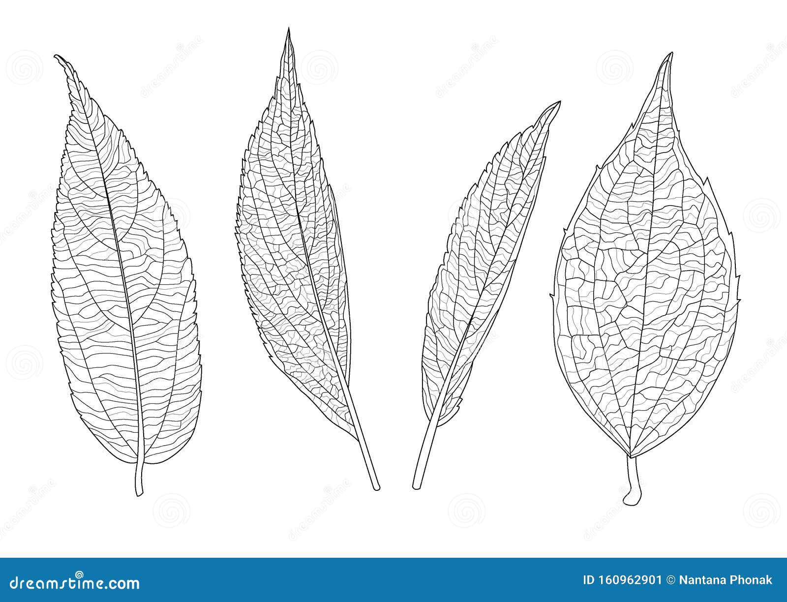 Leaves Line Single Leaf and Leaf Pattern Black Bring To Color Decorate ...