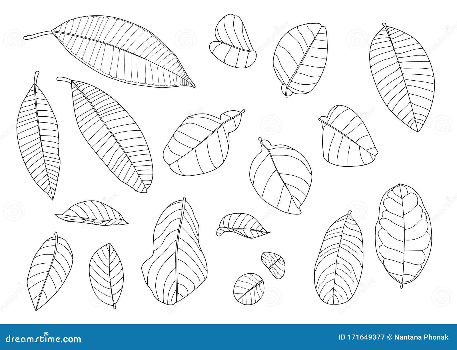 Leaves Line Single Leaf and Leaf Pattern Black Bring To Color Decorate ...